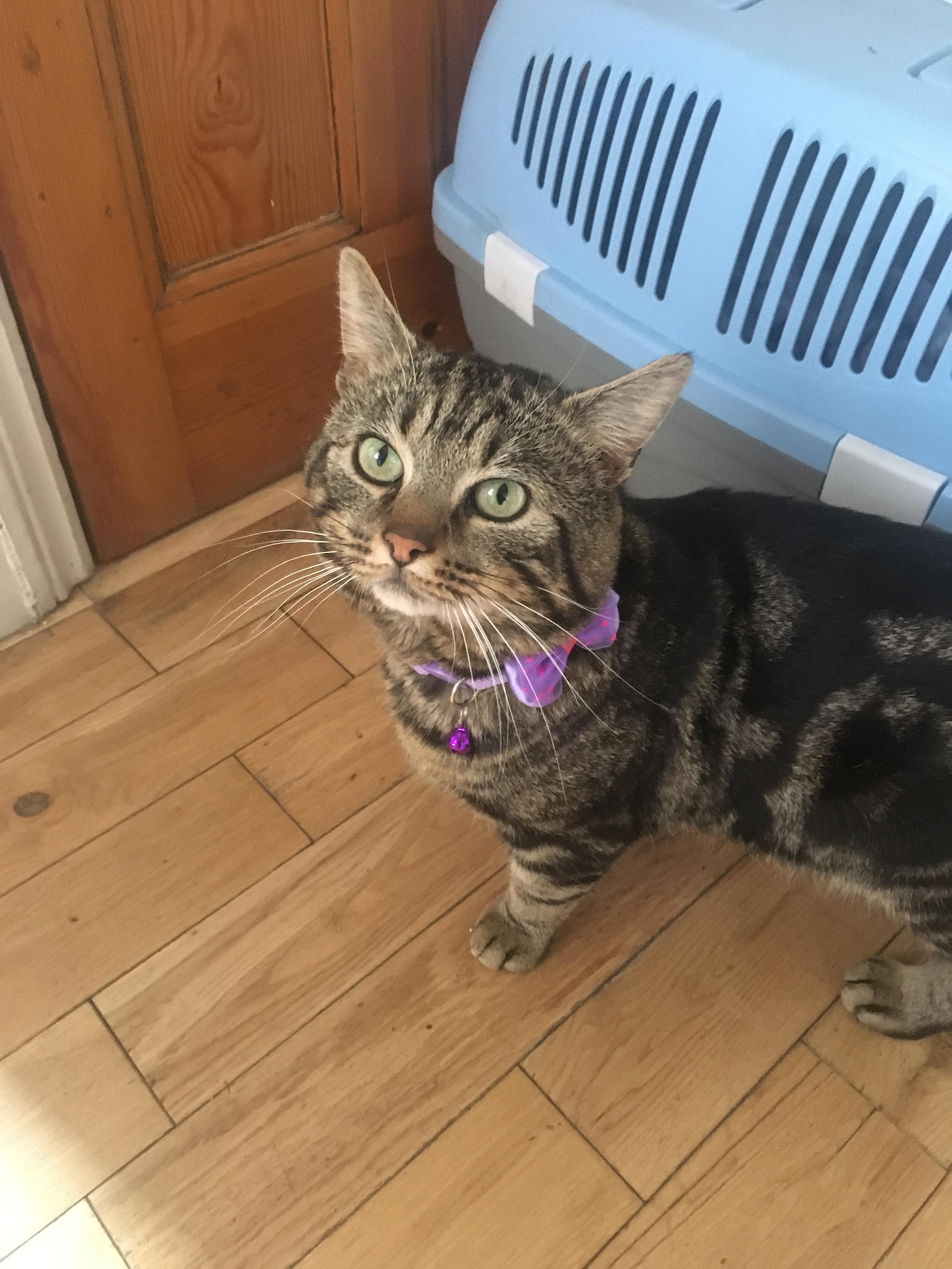 Roy the bow tie guy | Scrolller