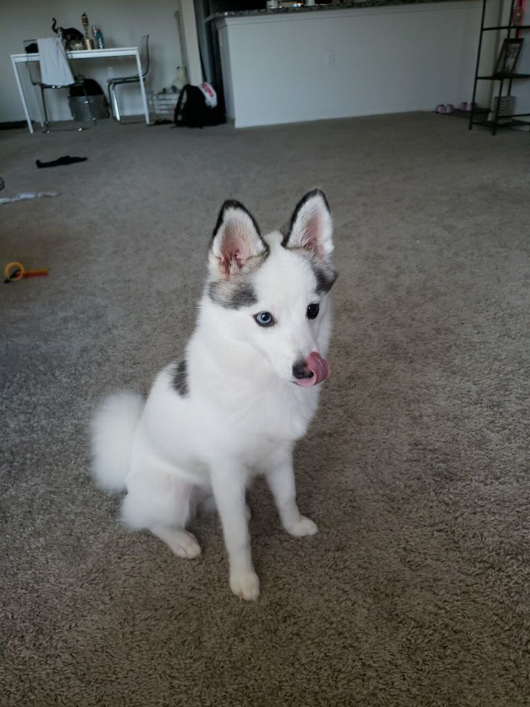 Ruby Rose Pomsky Pup | Scrolller