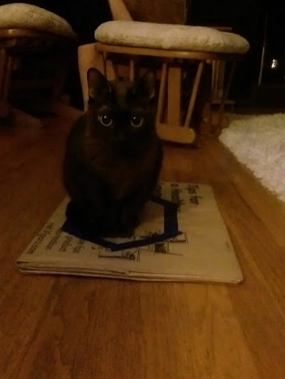 Ruby waddled over, and promptly sat her little bum right inside the circle. | Scrolller