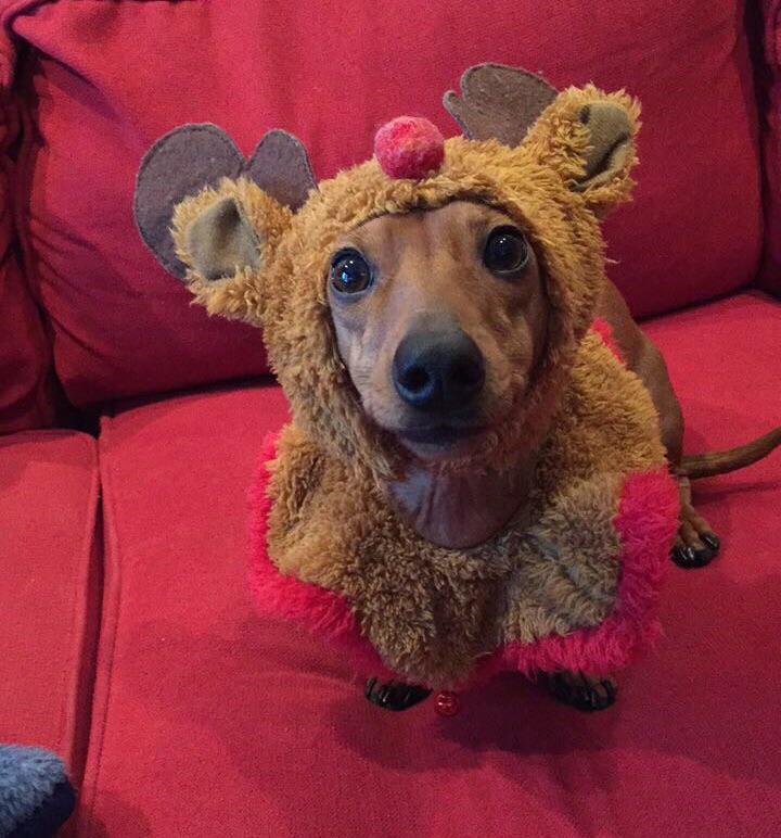 Rudolph the red nosed wiener | Scrolller