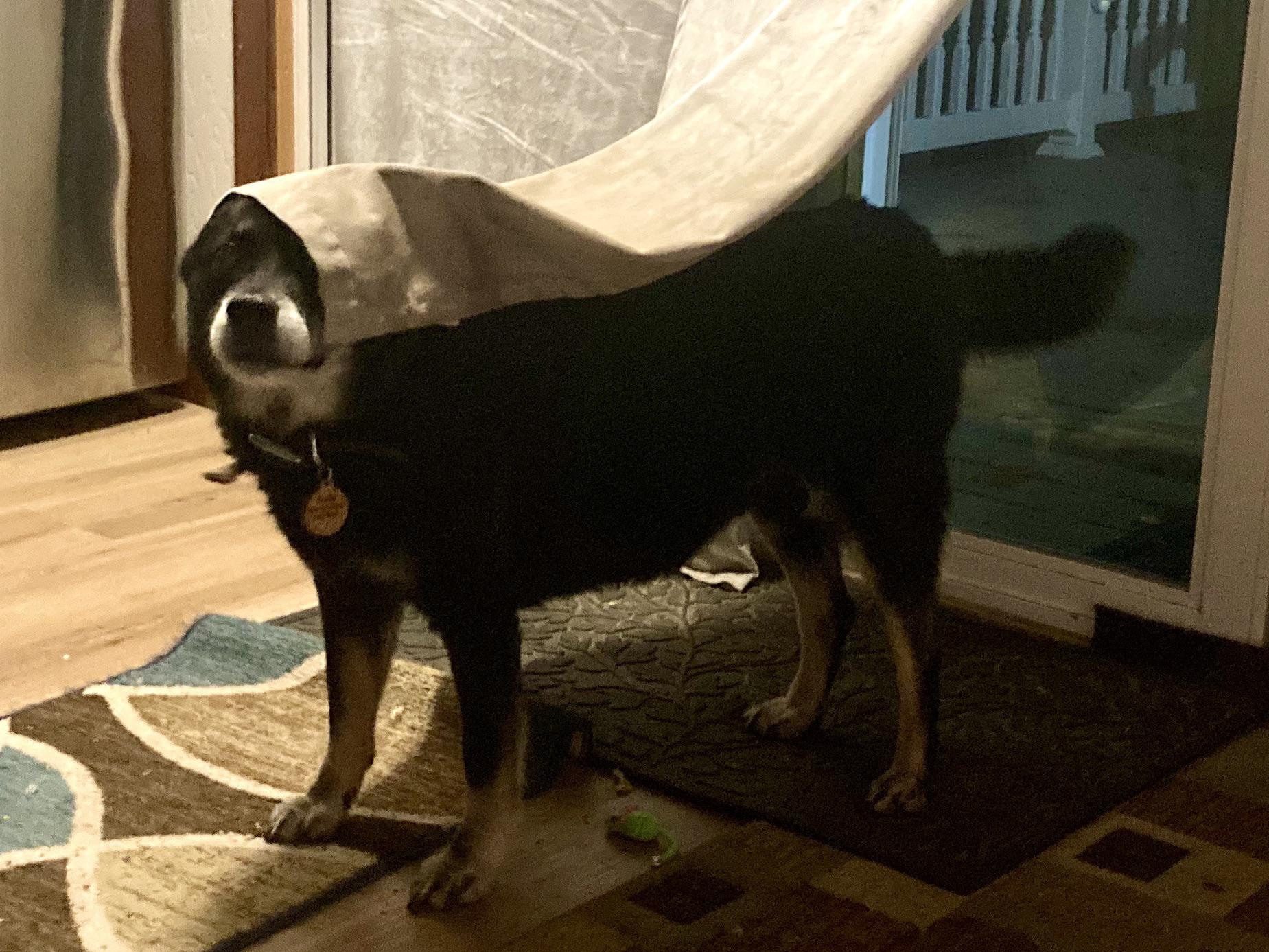 Rudy, my 15 year-old derp. | Scrolller