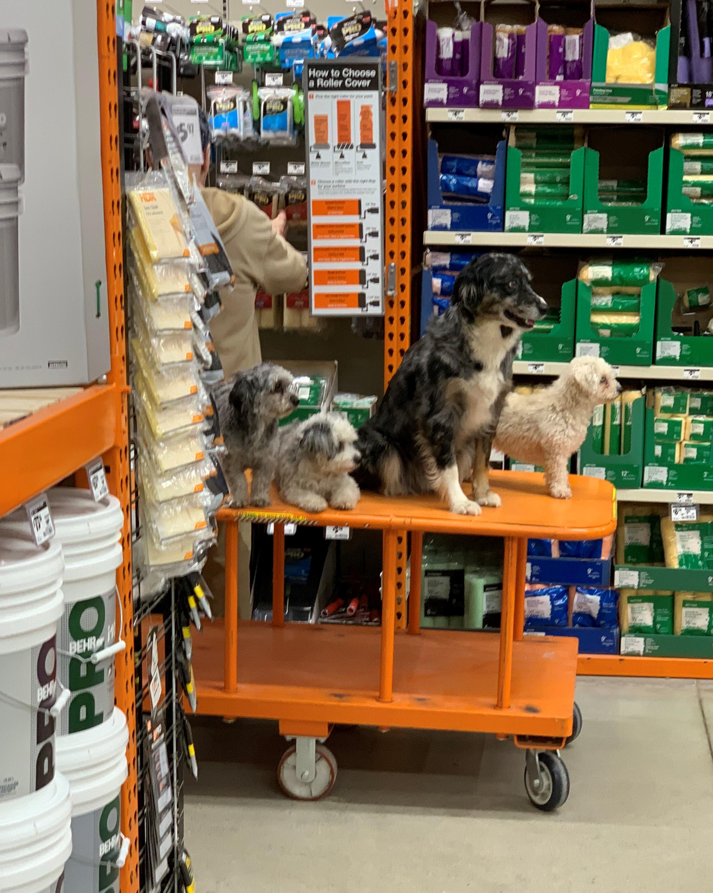 Ruff night | Scrolller