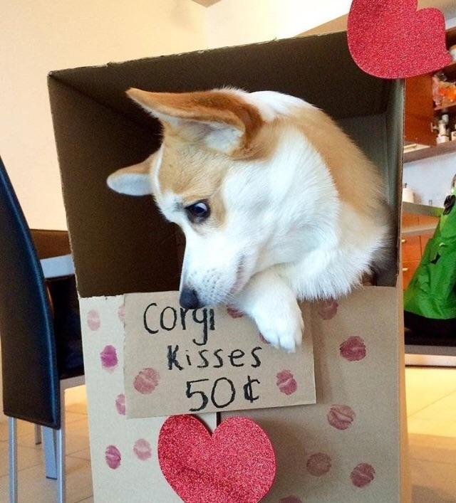 Ruff times | Scrolller