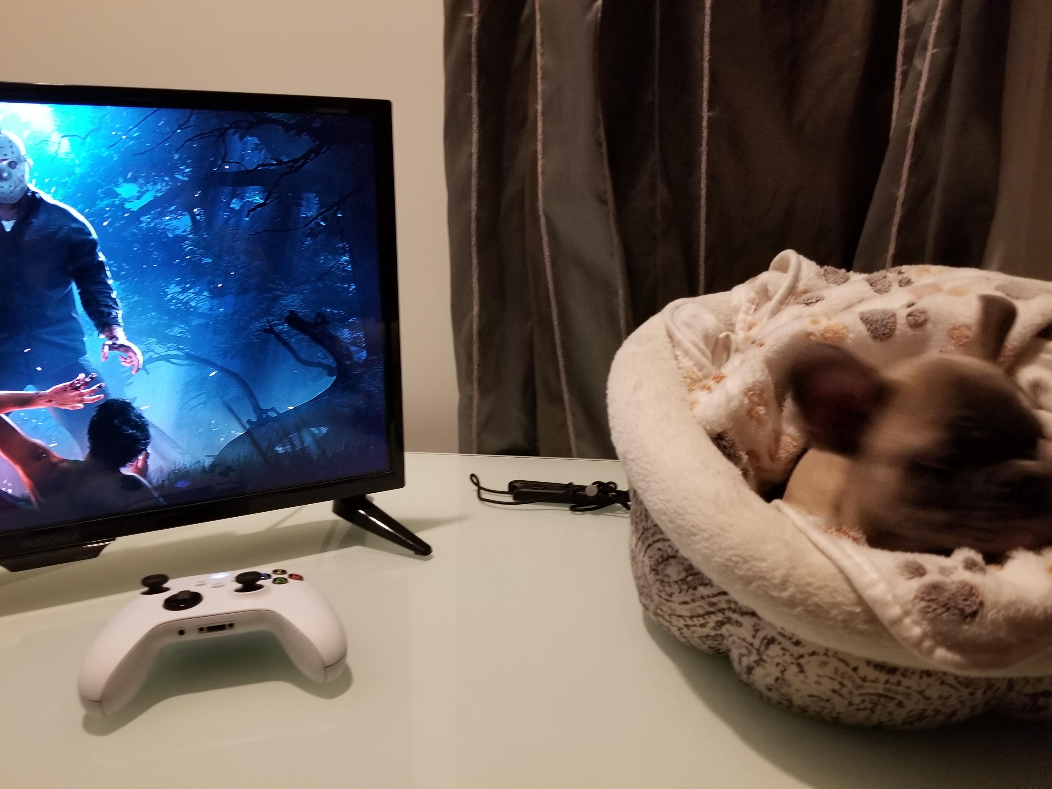 Rule. Also my new puppy. | Scrolller