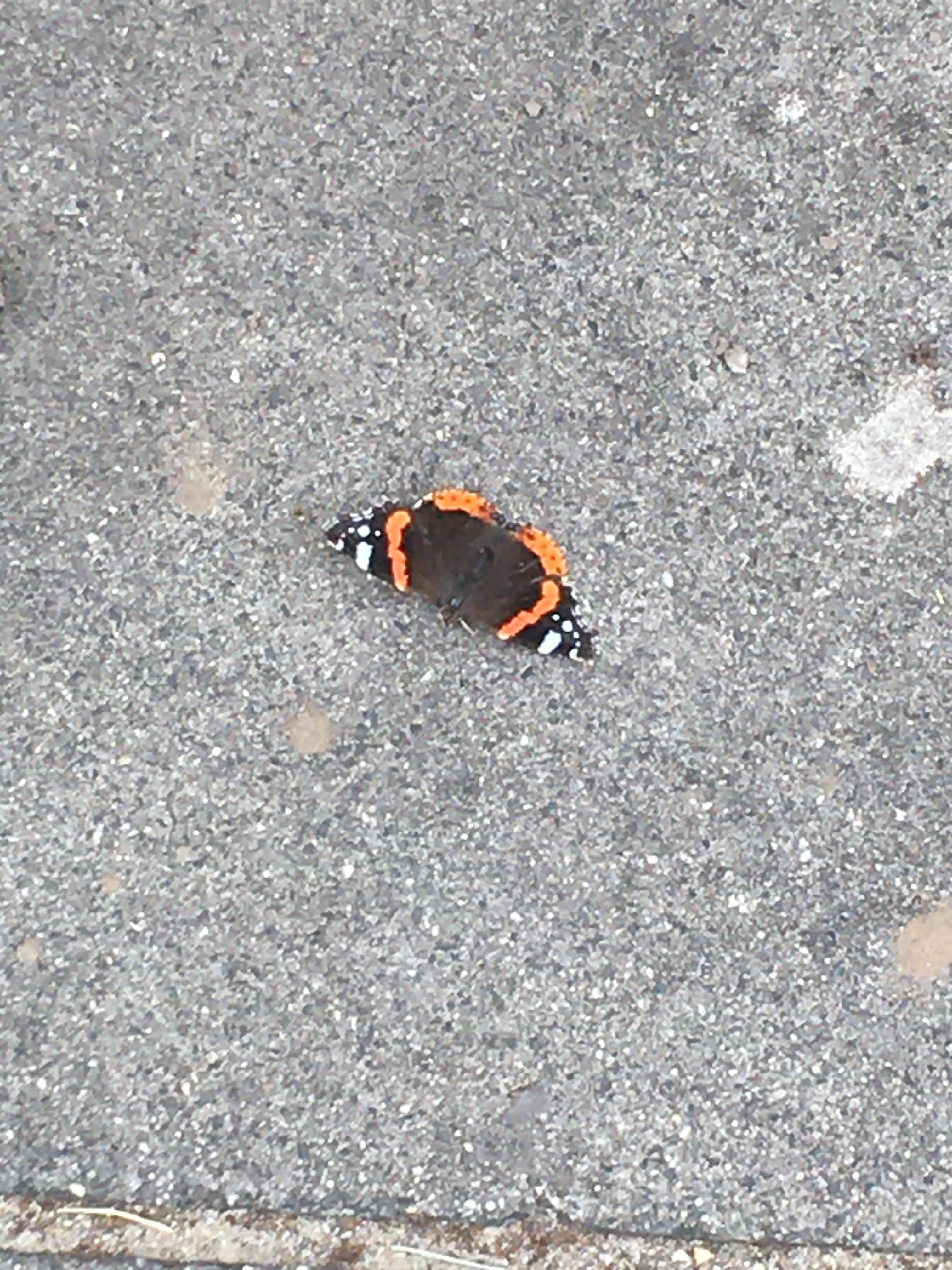 Rule, have a butterfly vibing on the ground | Scrolller