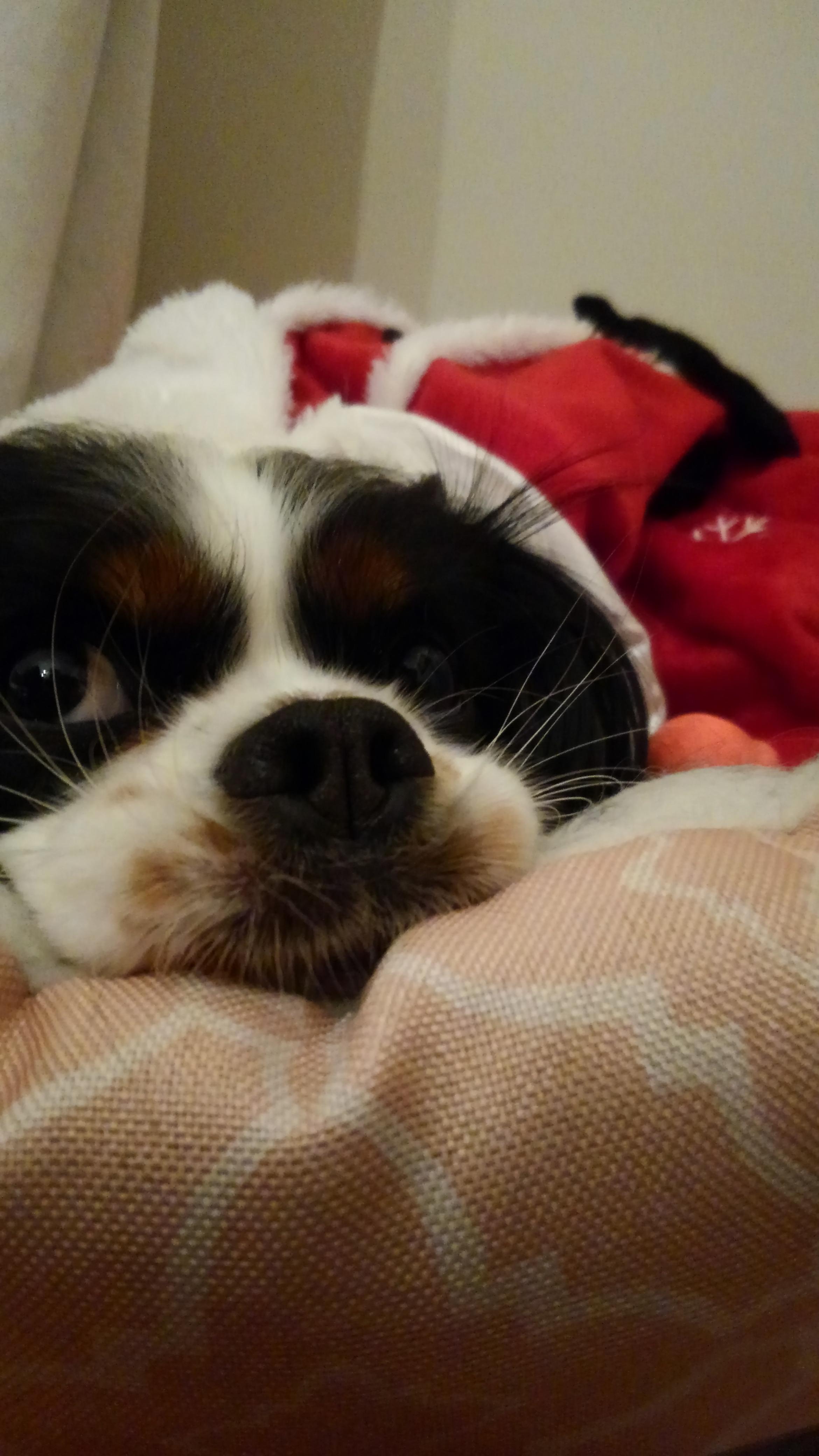 Rule. My dog being festive. | Scrolller