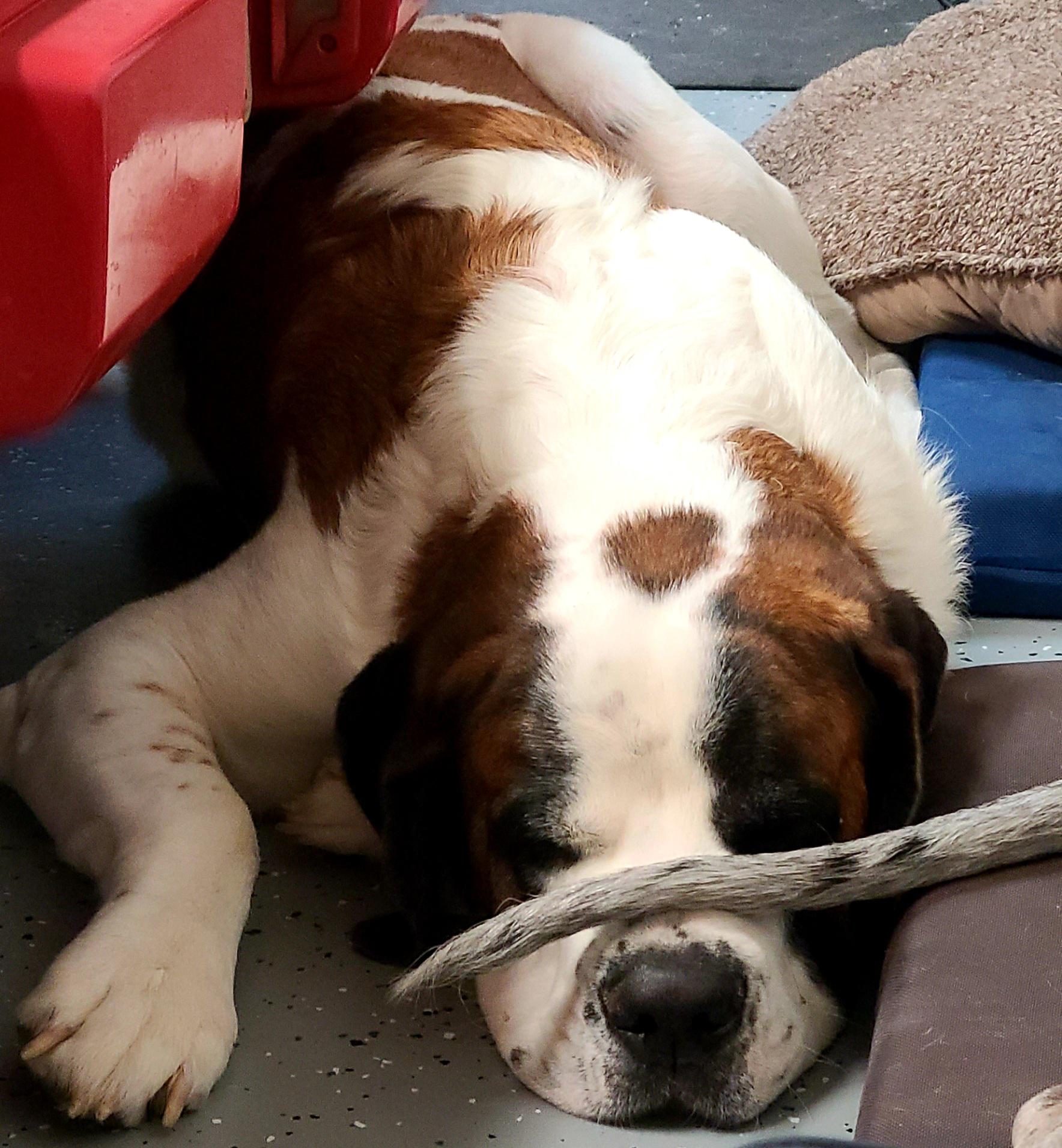 Rules of cuddling, the puppy needs to learn some etiquette. This is not proper cuddling. 😐 ...