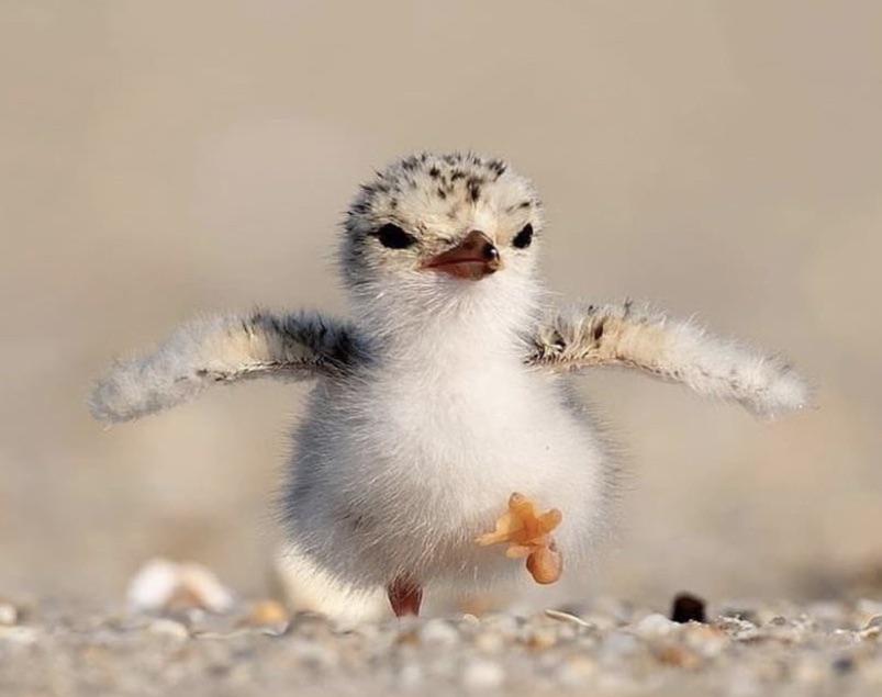 Run Forest run | Scrolller