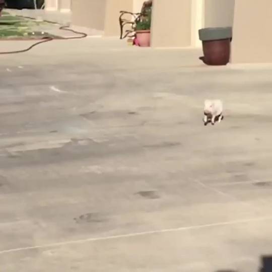 Running to the beach at full speed | Scrolller