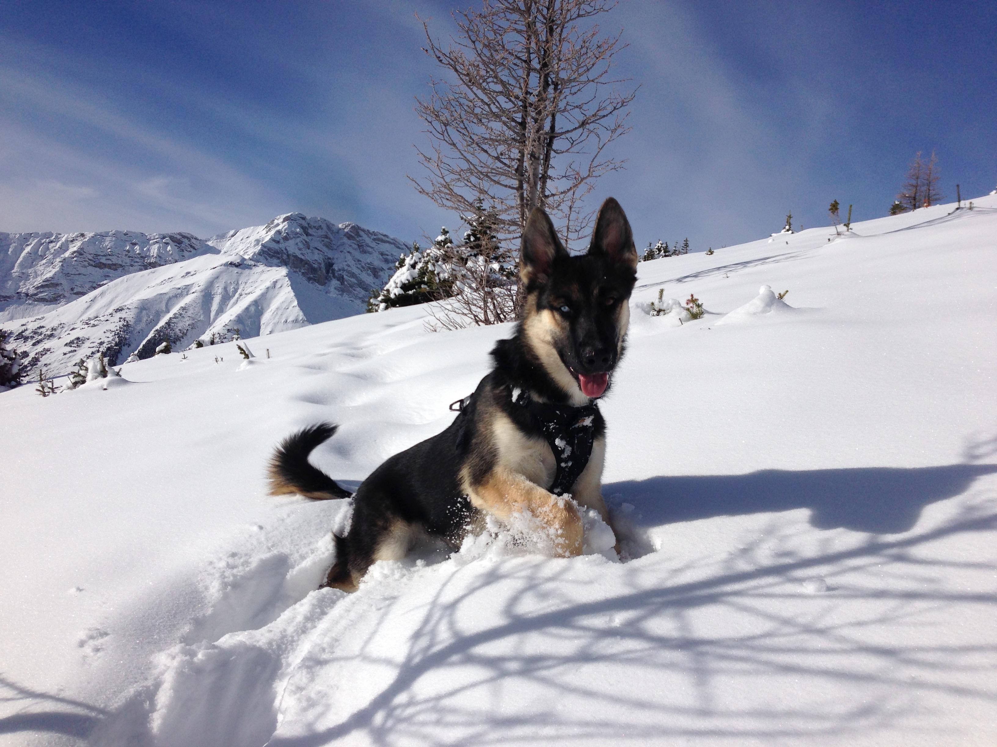 Discover more like RunningWithDogs: Running with Stewie-my boy in his element. SO FUN! and ...