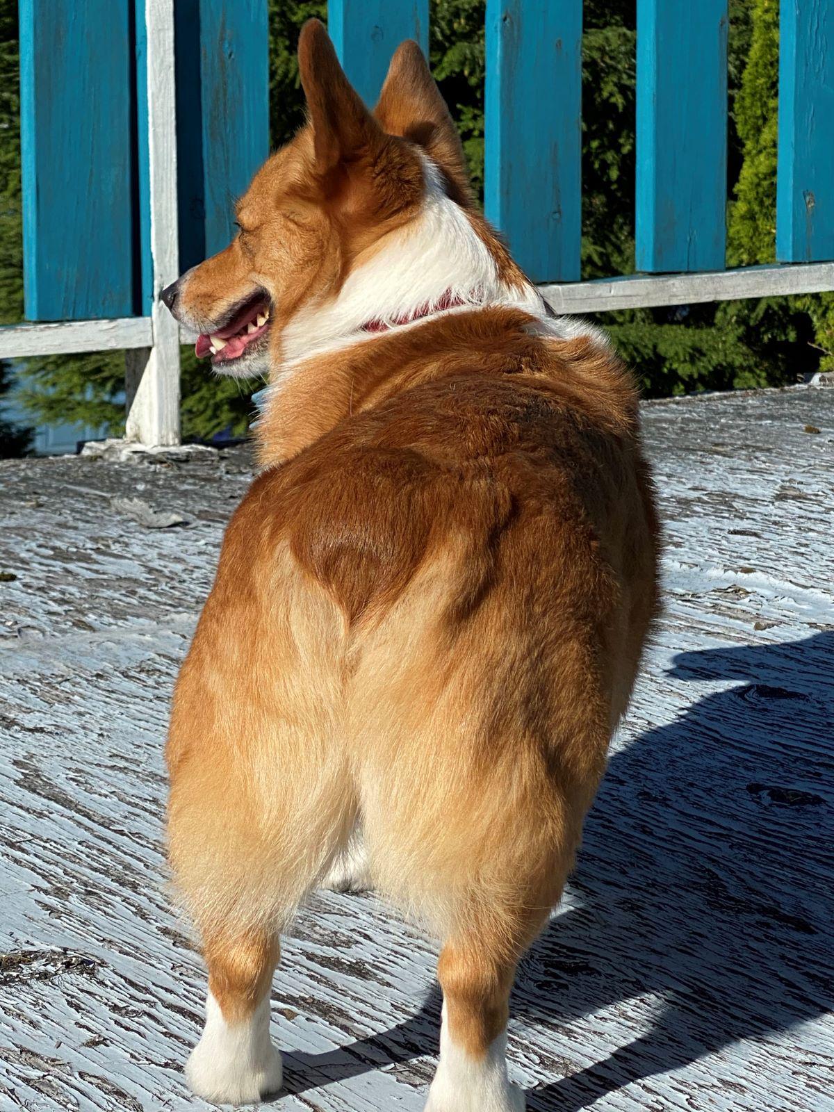 Rustic Butt | Scrolller