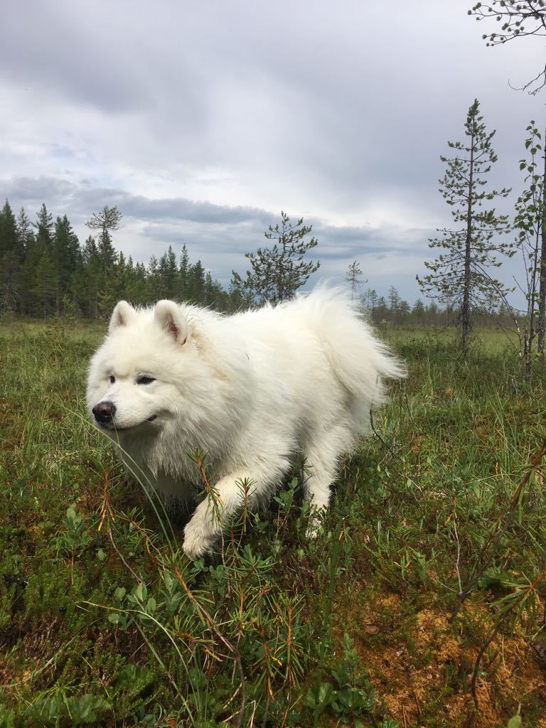 S N E A K Y B O Y E | Scrolller