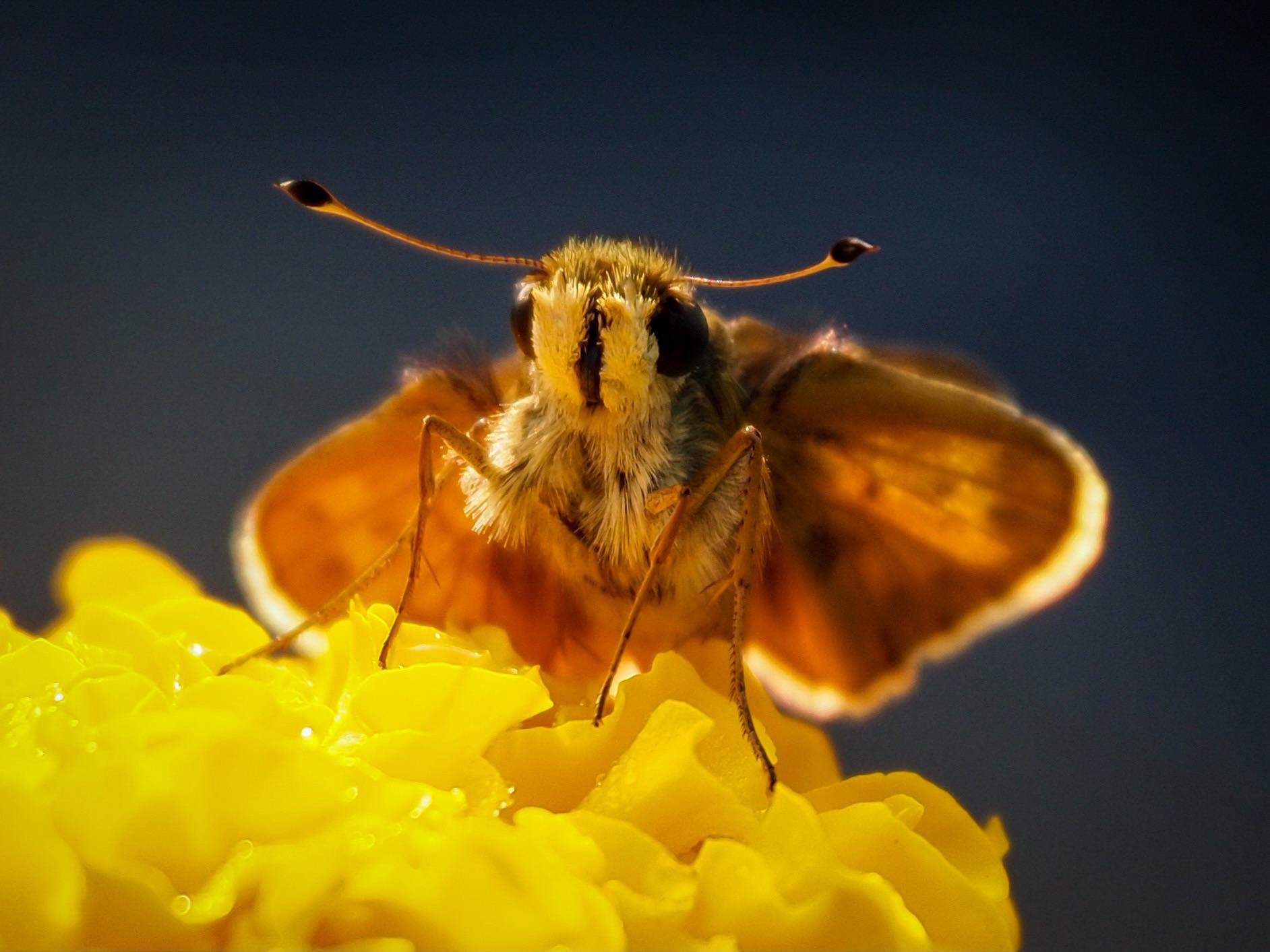 Sachem Skipper moth | Scrolller