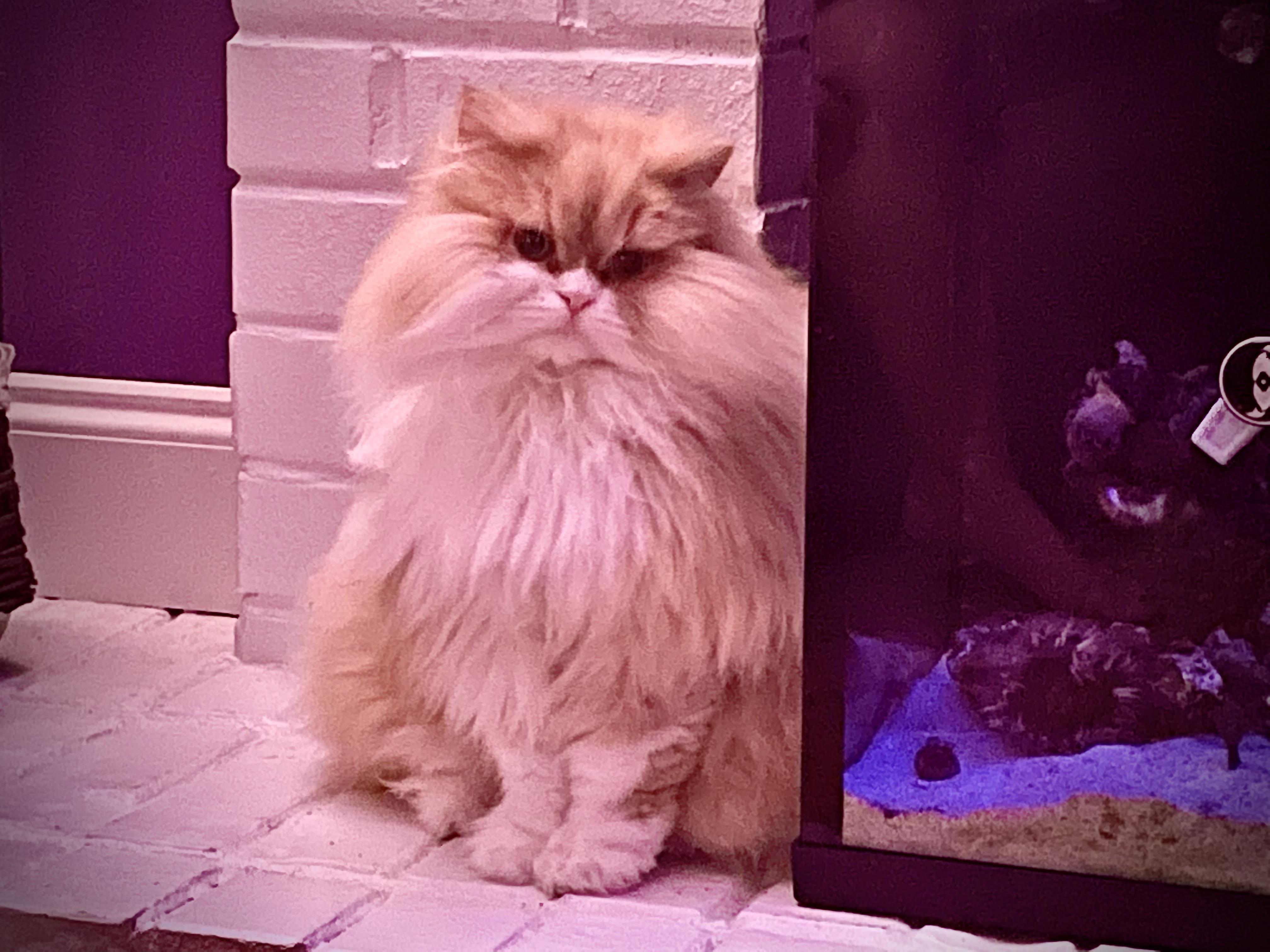 Sad and fluffy | Scrolller