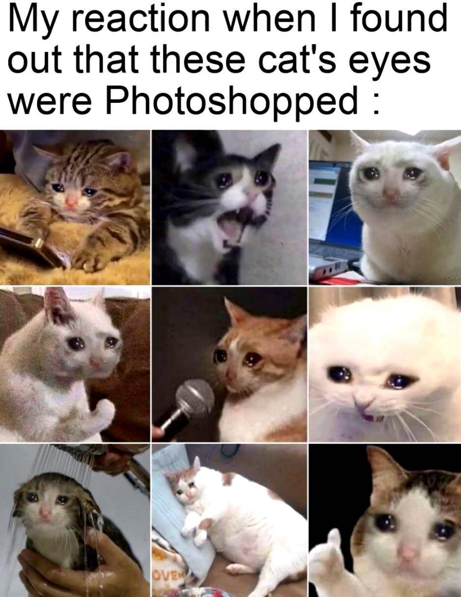 *Sad cat noises* | Scrolller