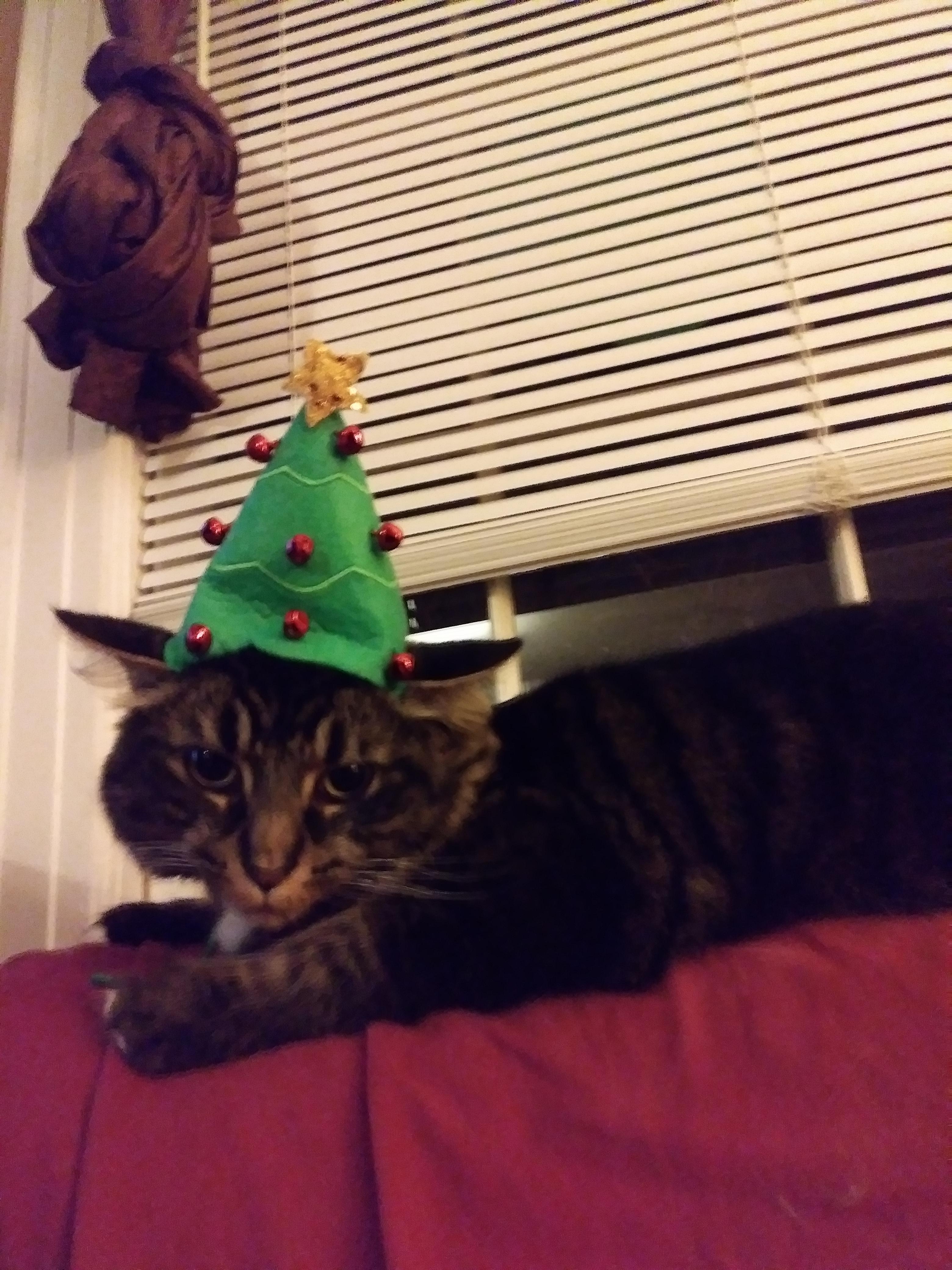 Sad Christmas Tree | Scrolller