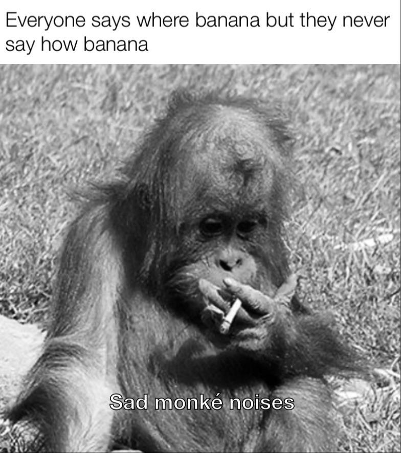 Sad monké | Scrolller