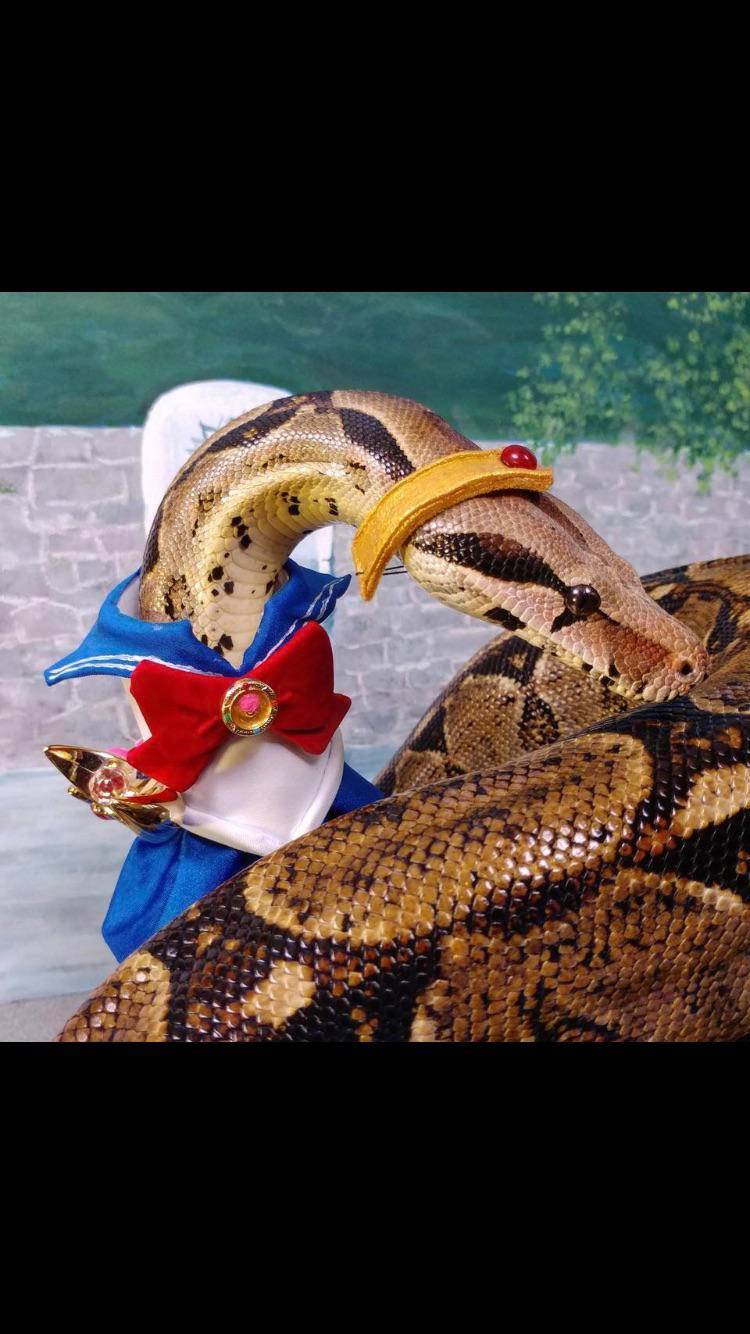 Sailor Snek | Scrolller