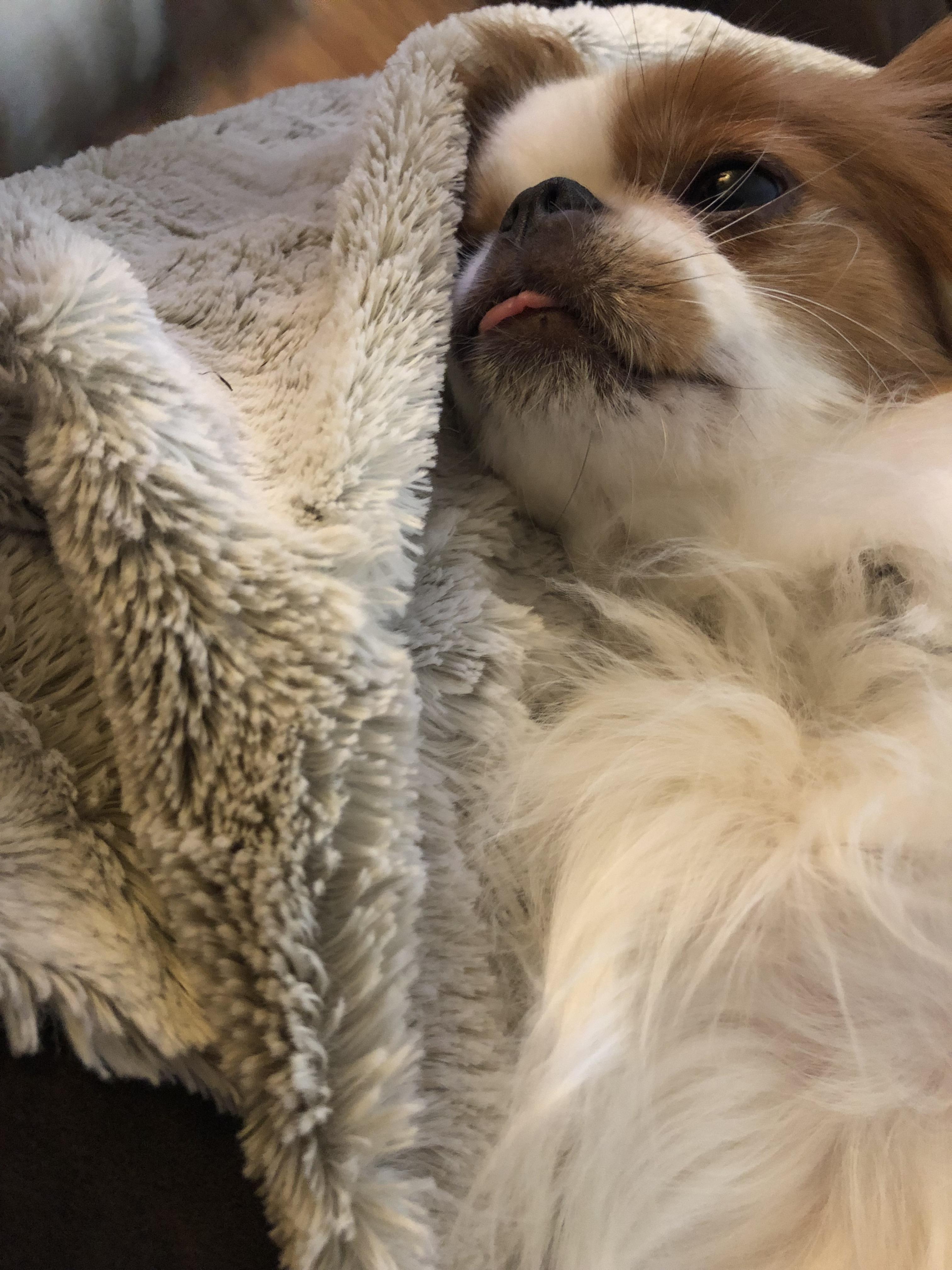 Saint Sakura | Scrolller