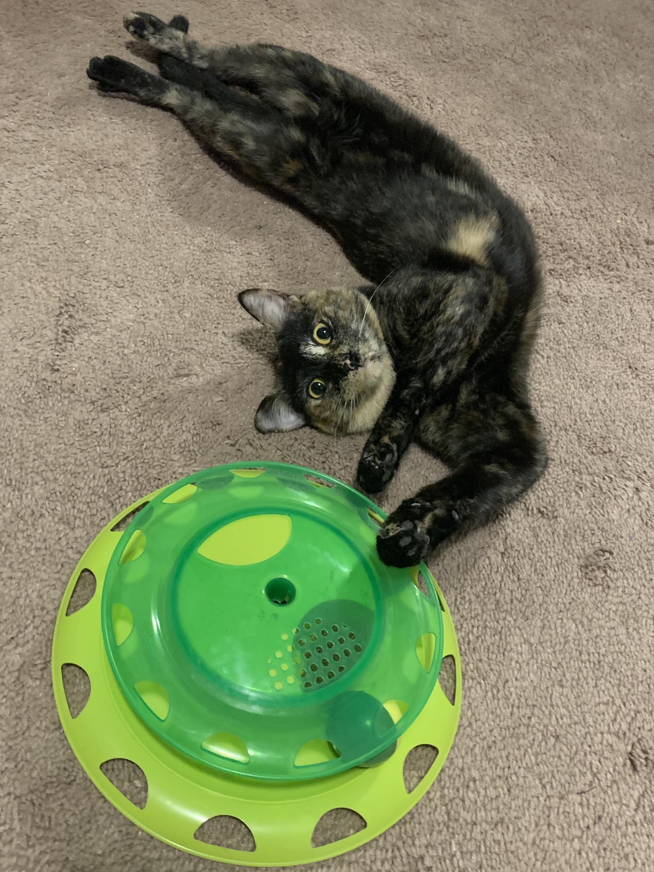 Salem got a new toy that holds catnip. I would say she’s enjoying it. | Scrolller