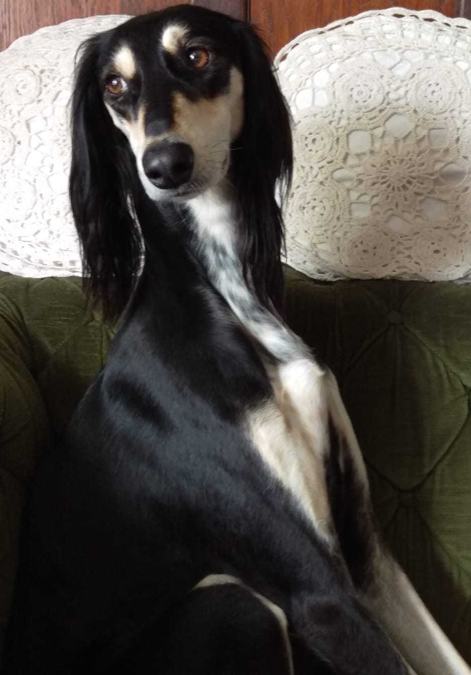 Salli, posing for the camera. | Scrolller