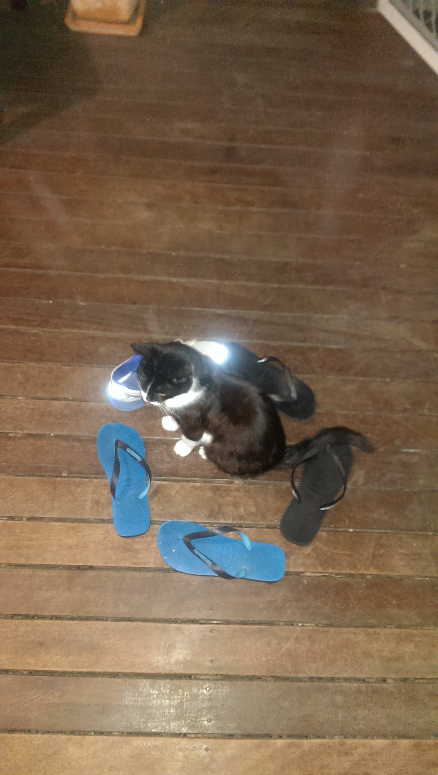 Salma is taking this Cat Circle craze one step at a time. | Scrolller