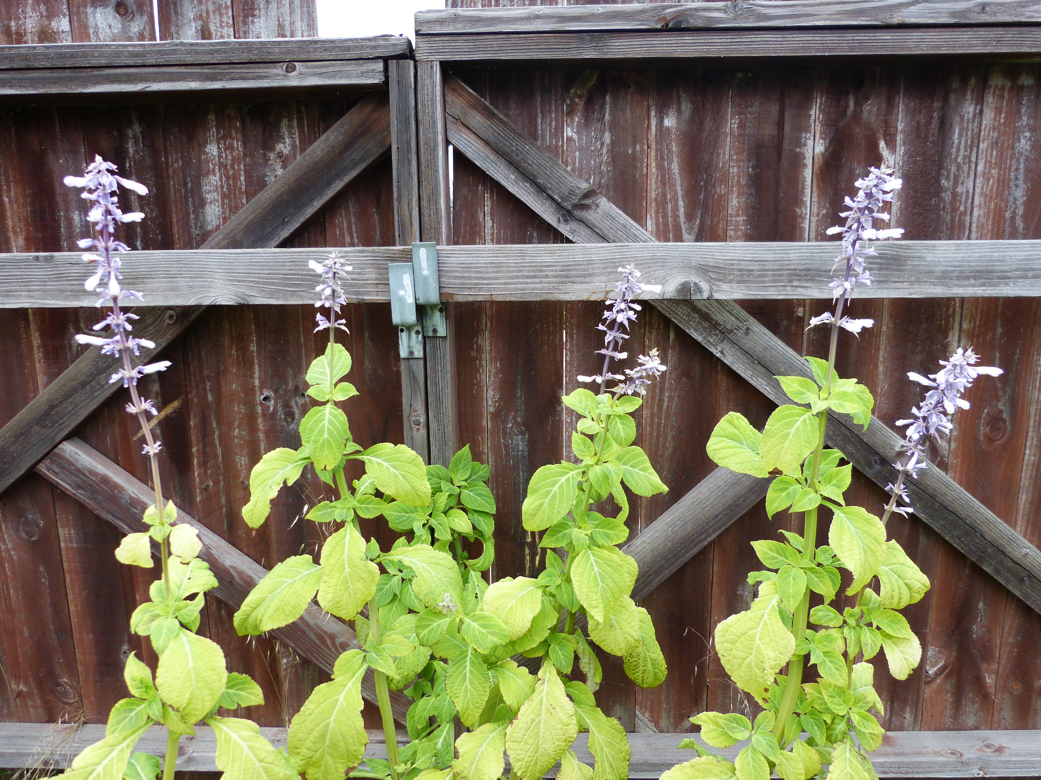 Salvia Divinorum, full bloom. | Scrolller