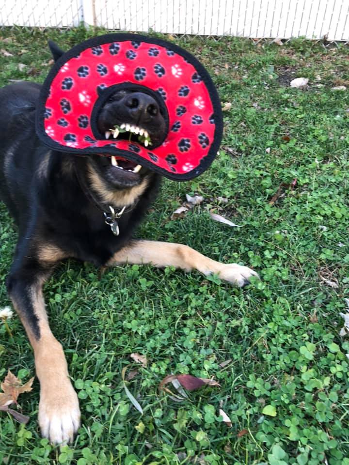 Sam and its new toy | Scrolller