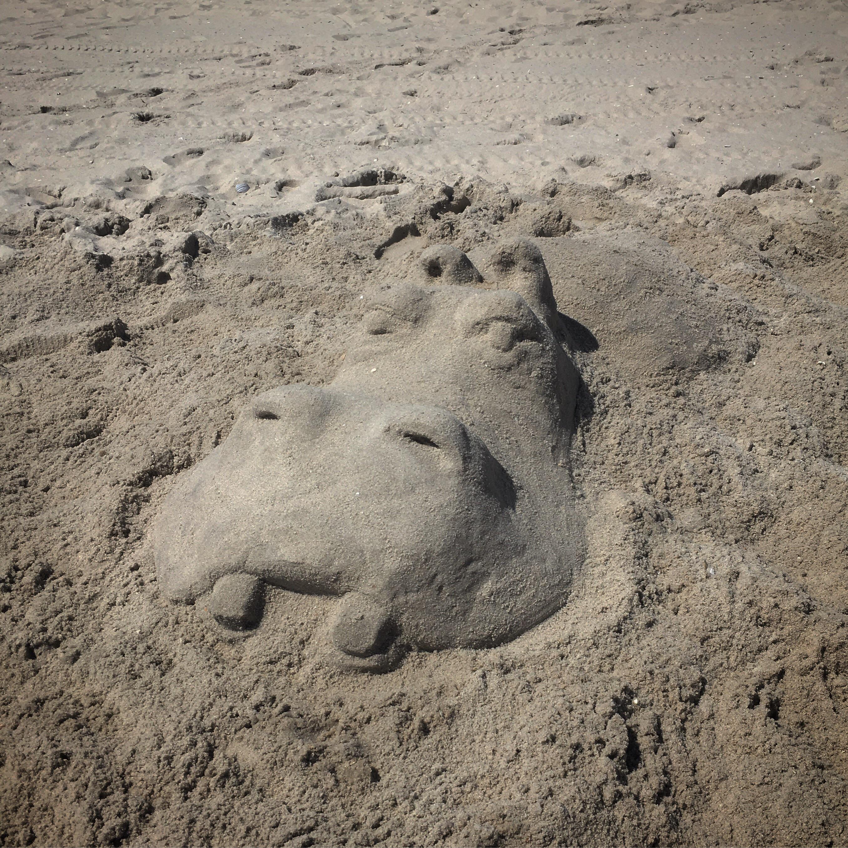 Sand Hippo | Scrolller