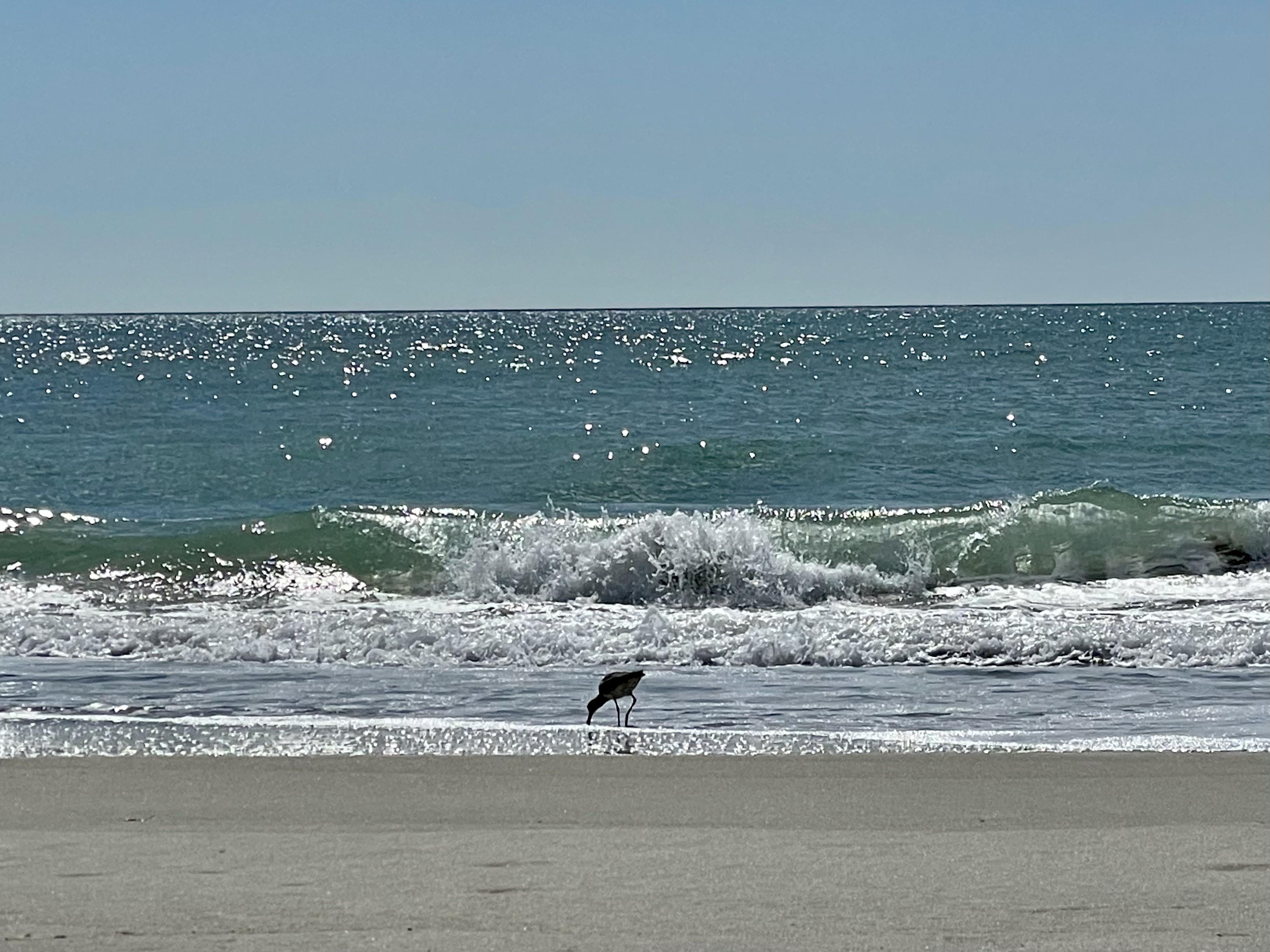 Sand Piper and the wave - Surf City, NC | Scrolller