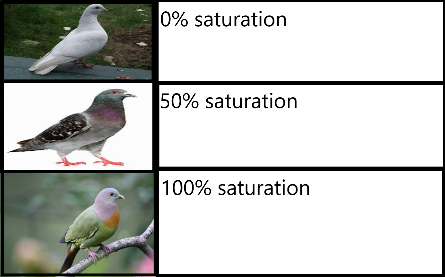 saturation of a pigeon | Scrolller