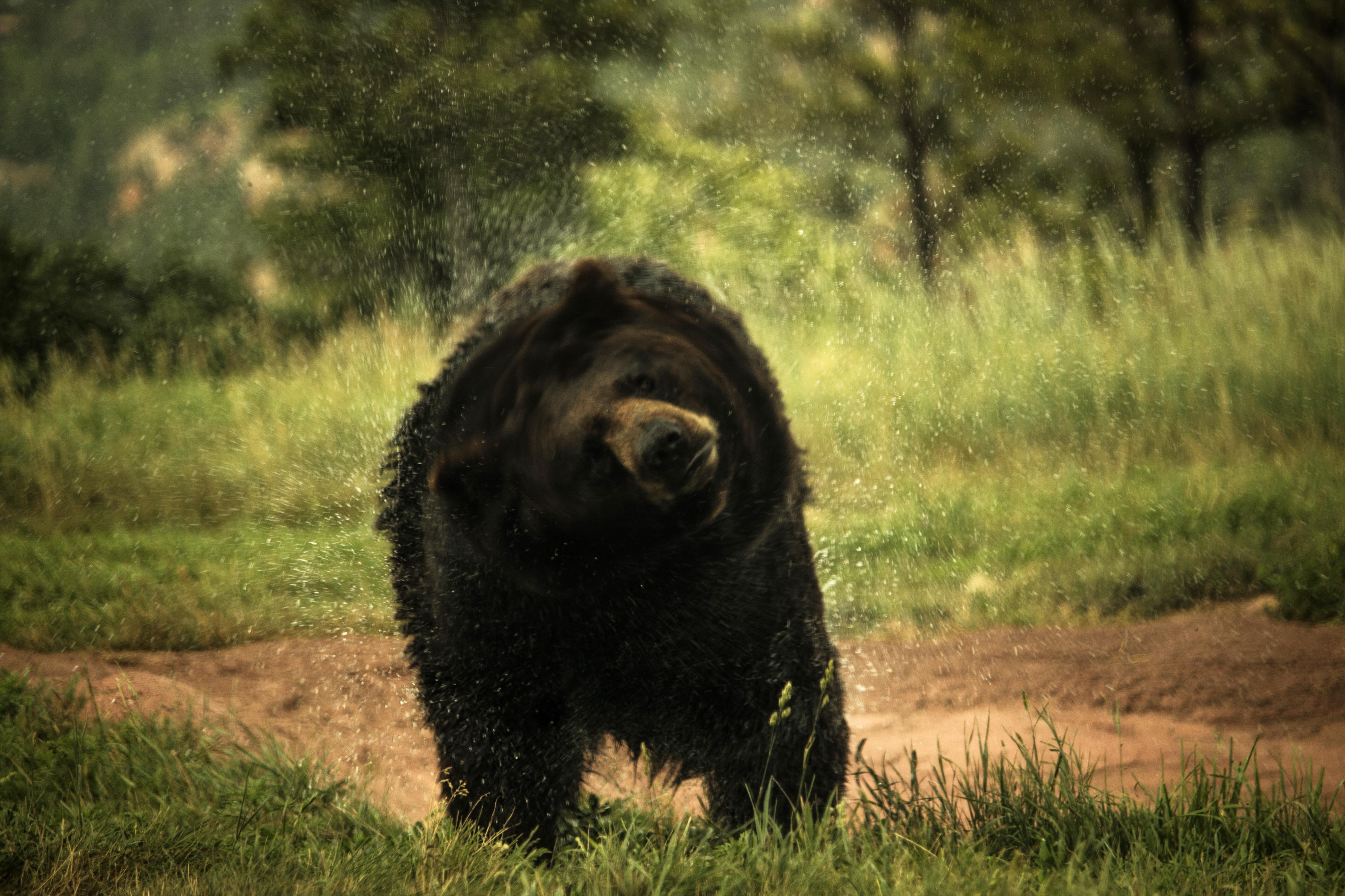 Saw bears in person for the first time yesterday! | Scrolller