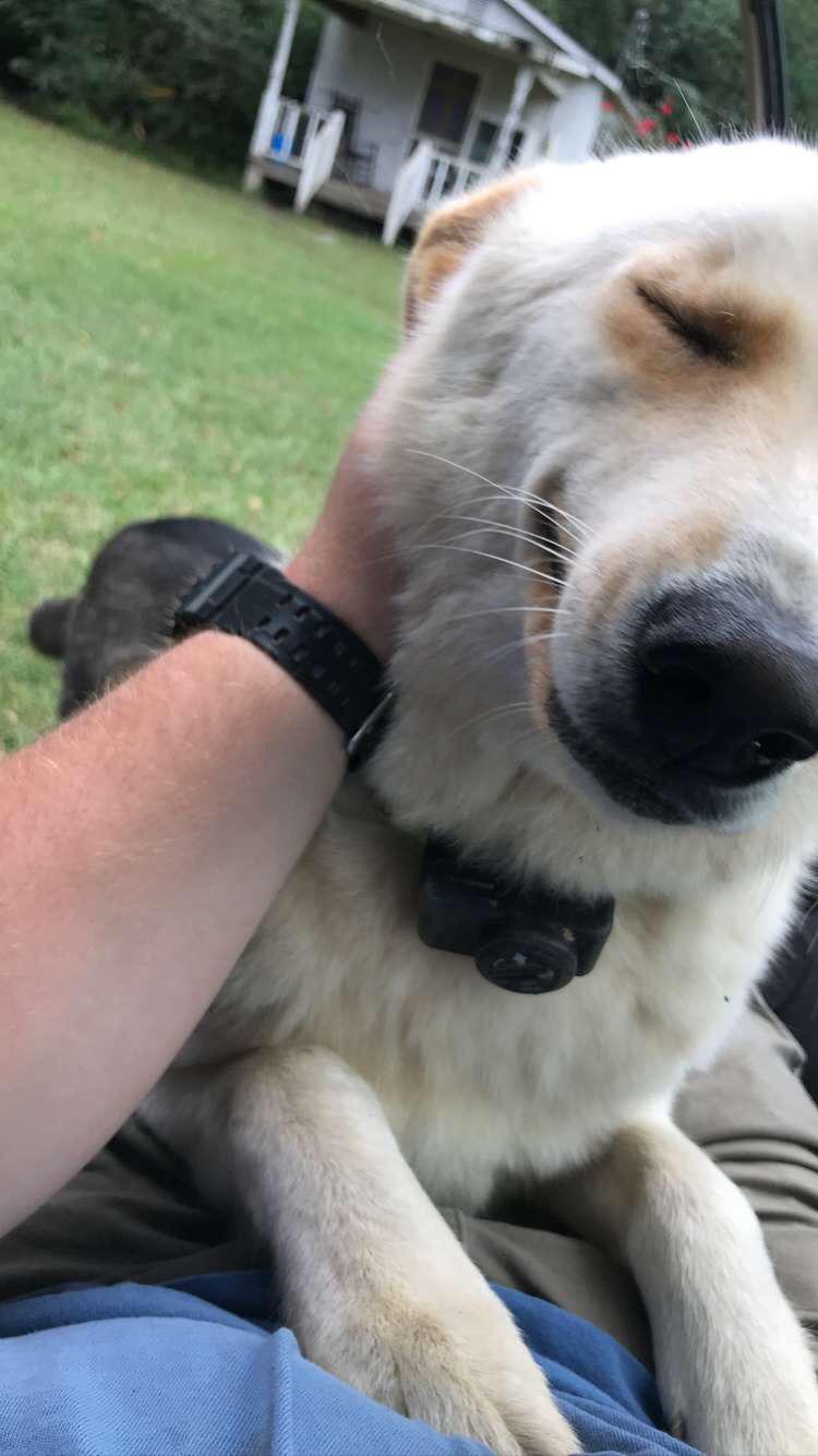 Saw my dogs for the first time in two months. Needless to say we missed eachother | Scrolller