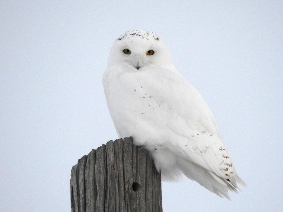 Saw this Snowy Owl about 10 days ago... | Scrolller