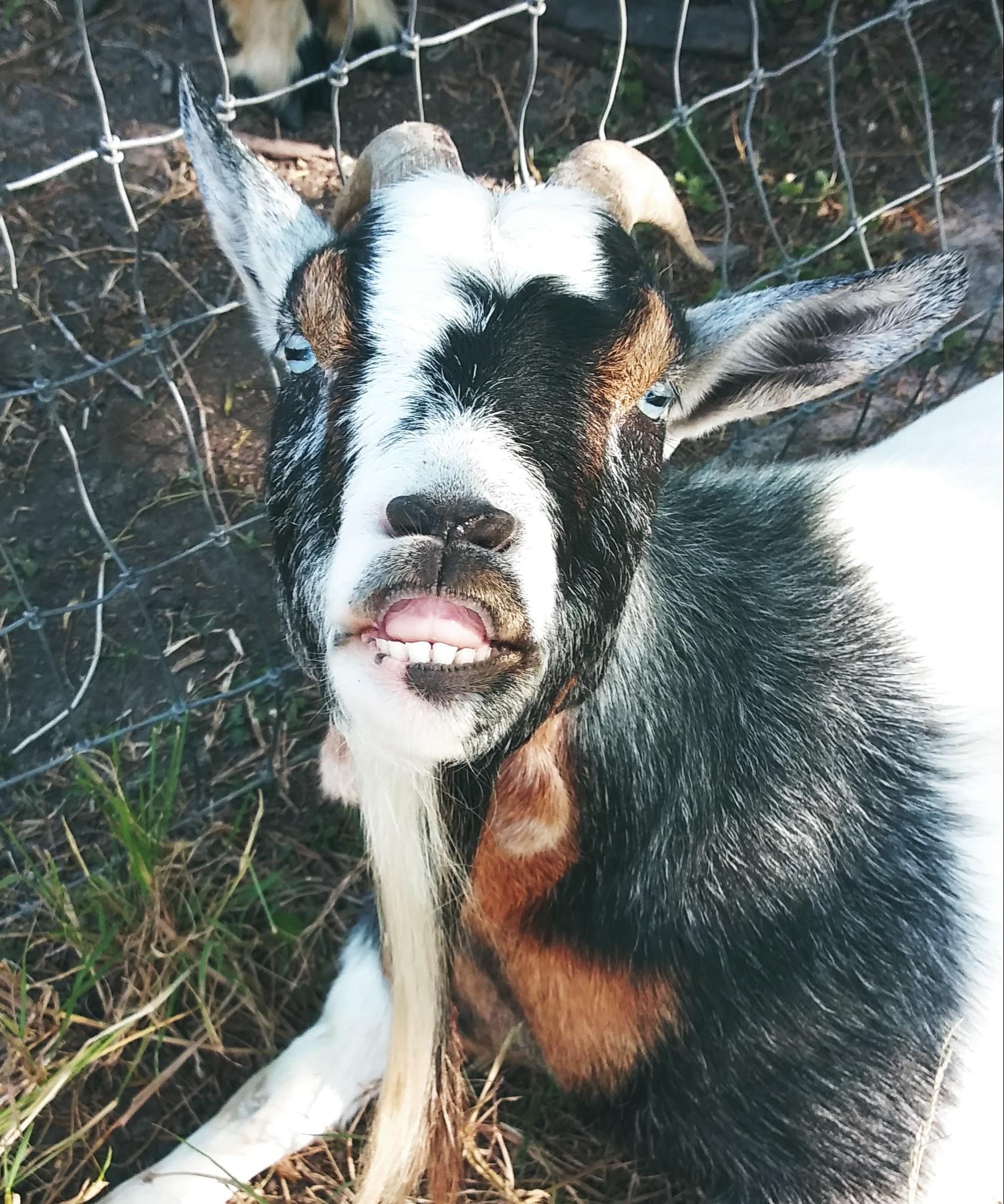 Say "Cheese"! | Scrolller