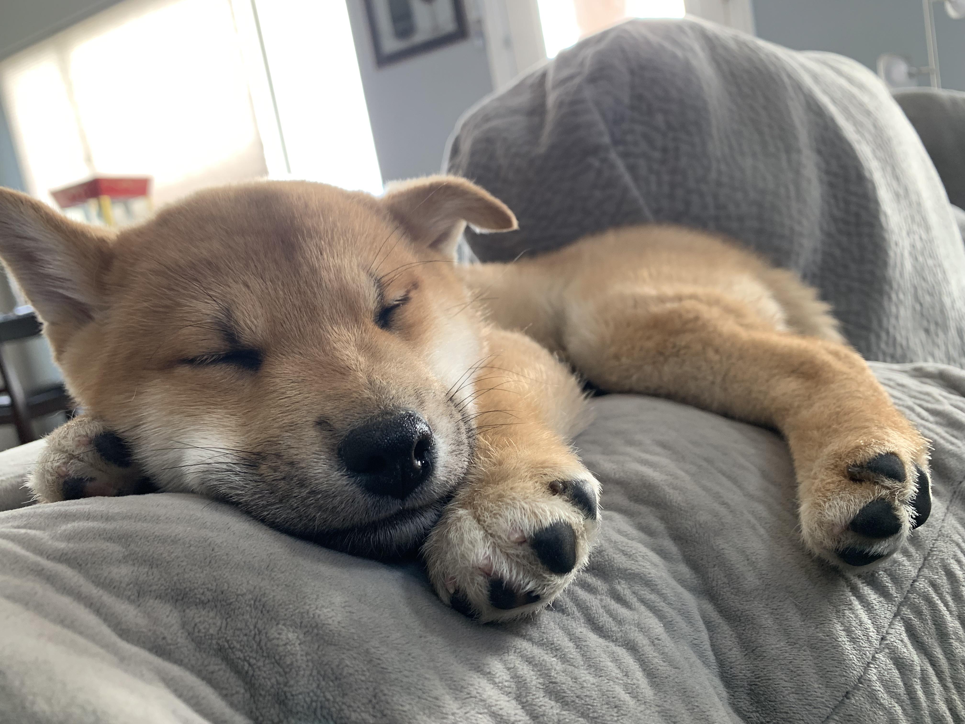 Say hello to Chewy! | Scrolller