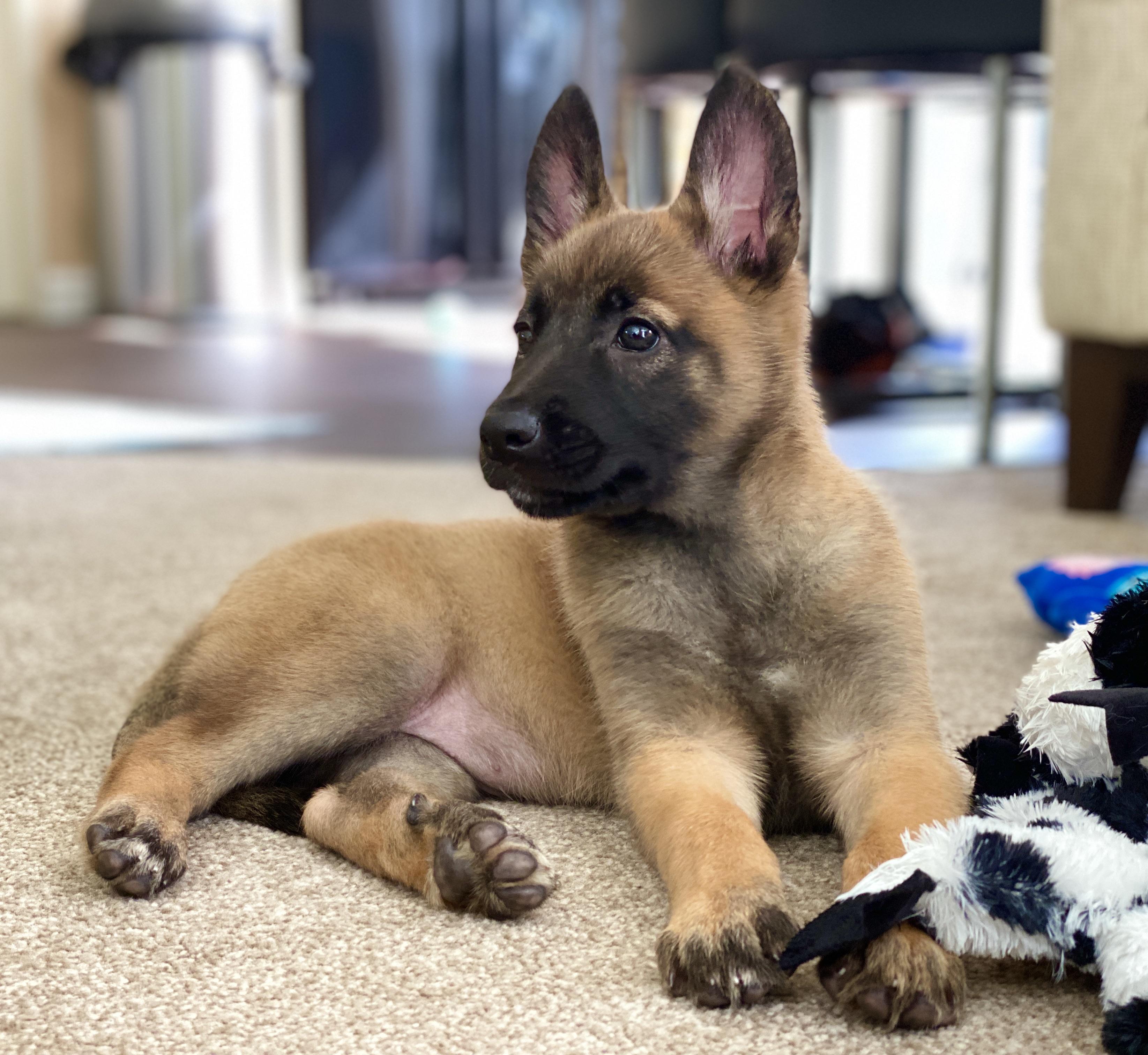 Say hello to Eva :) My new Belgian Malinois pup. | Scrolller