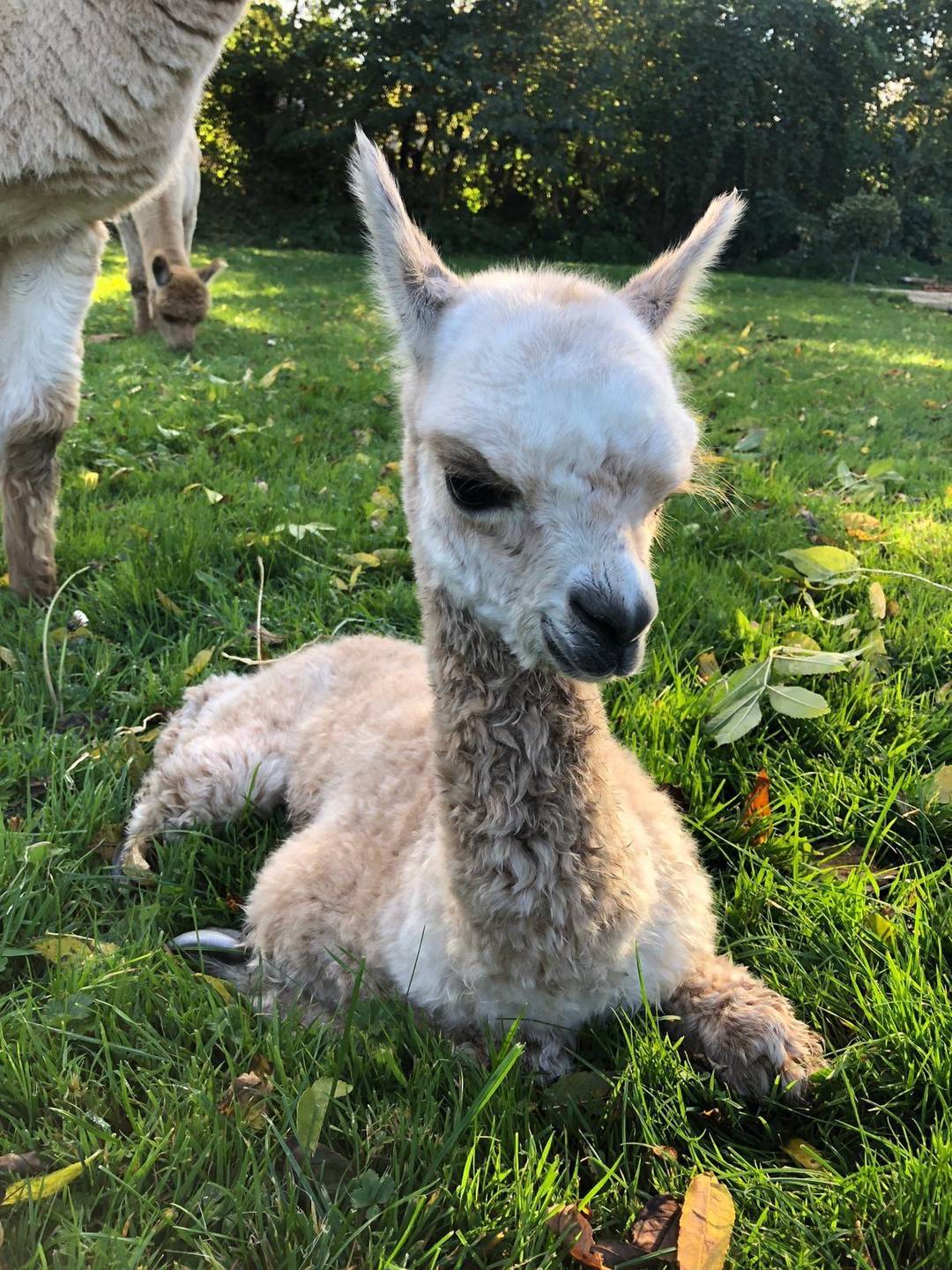 Say hello to Fuji everyone, happy little boy | Scrolller