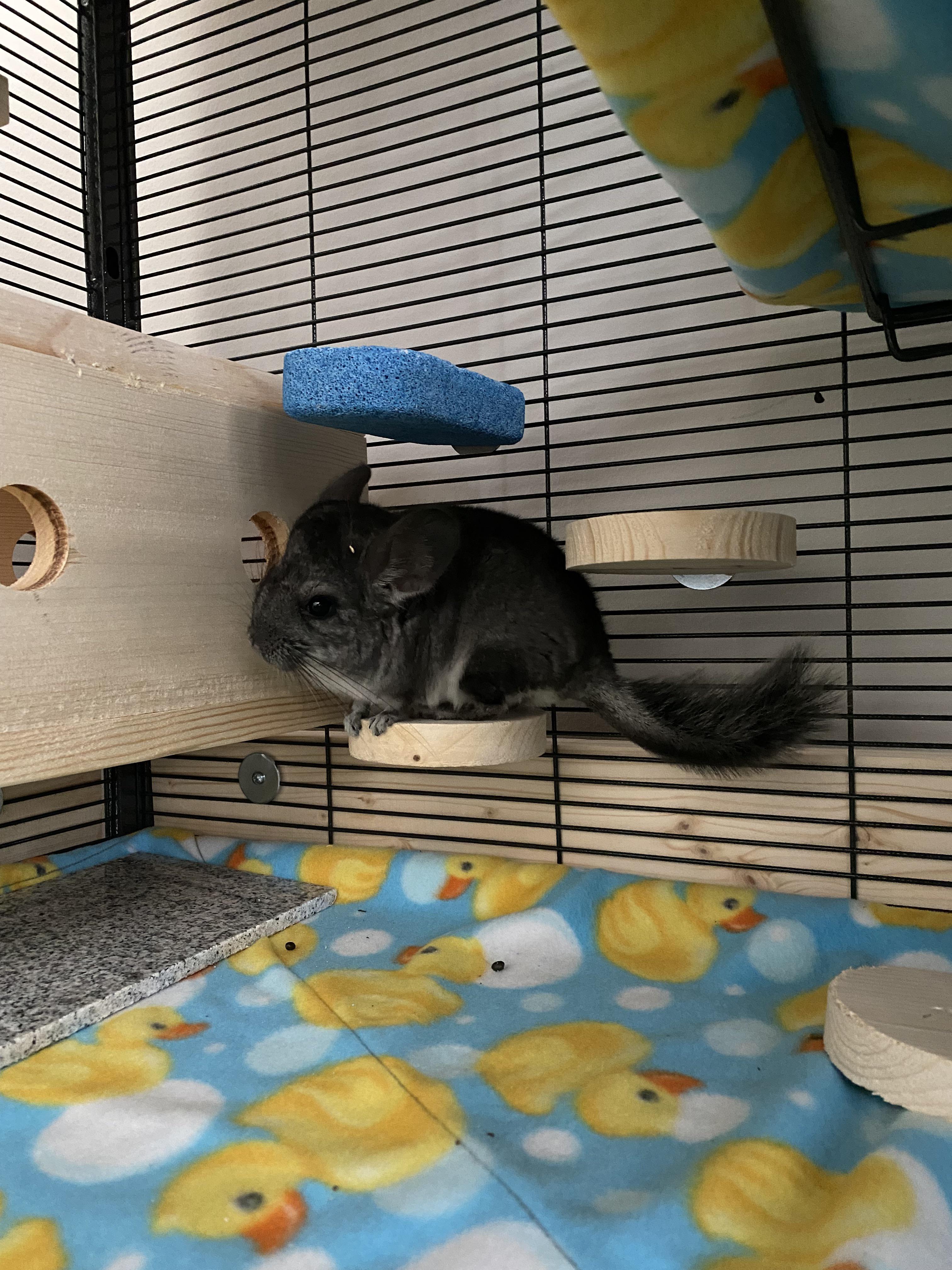 Say hello to Ori! Newest member to my crazy family | Scrolller