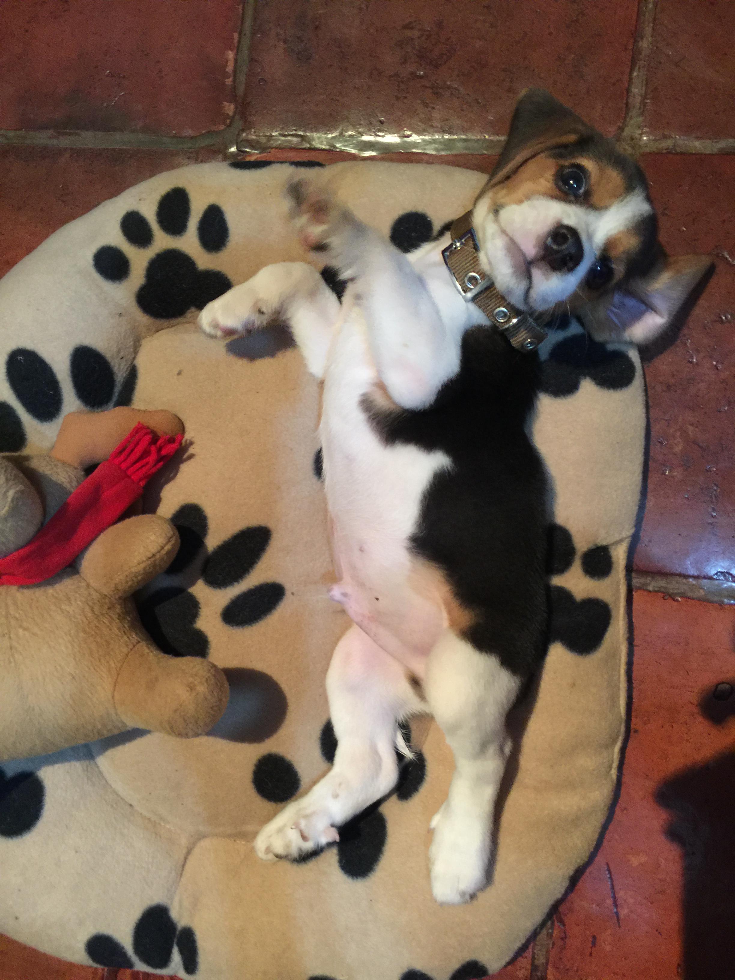 say hello to our cute little boy, milo! | Scrolller