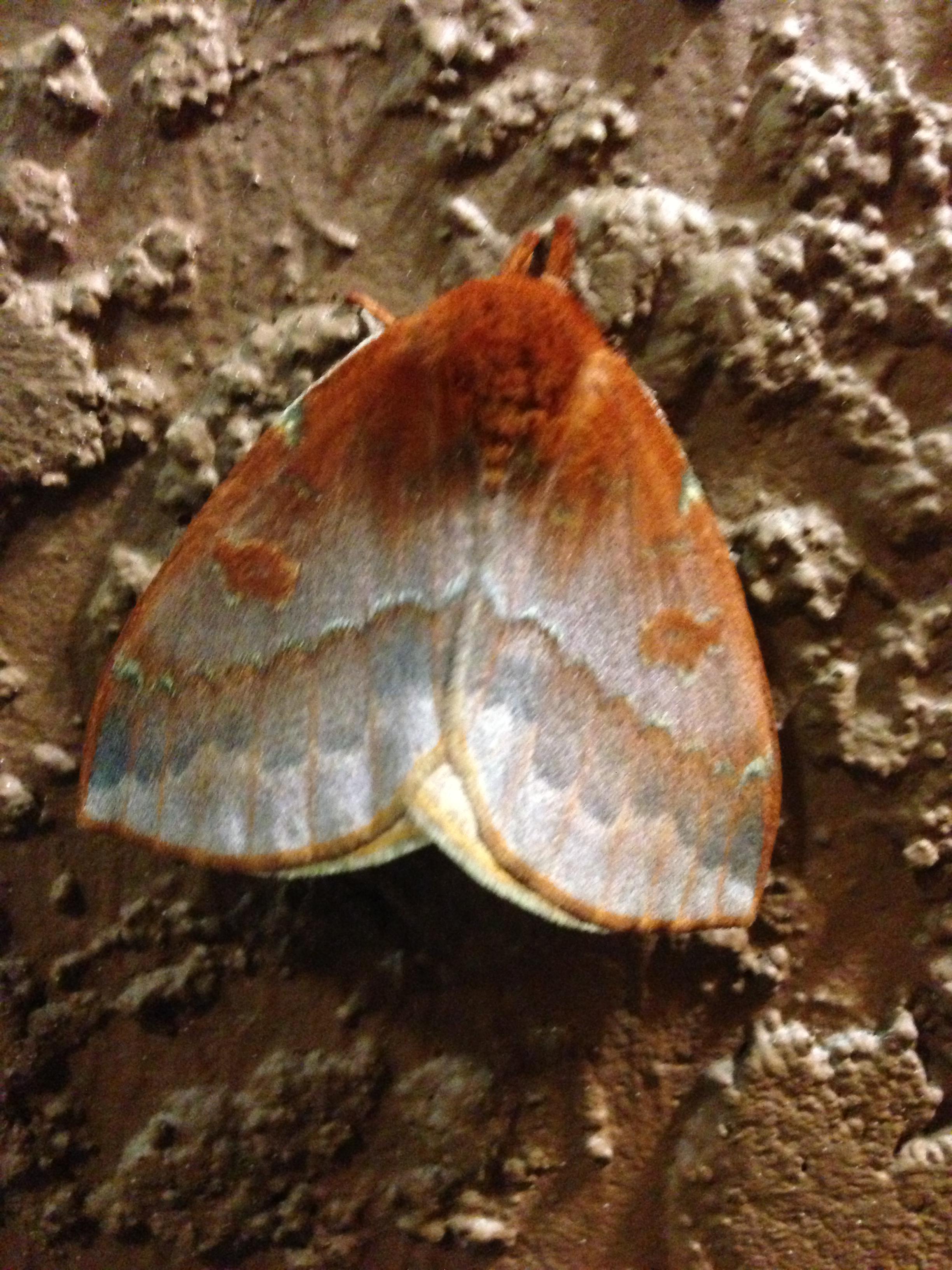 scary devil moth | Scrolller