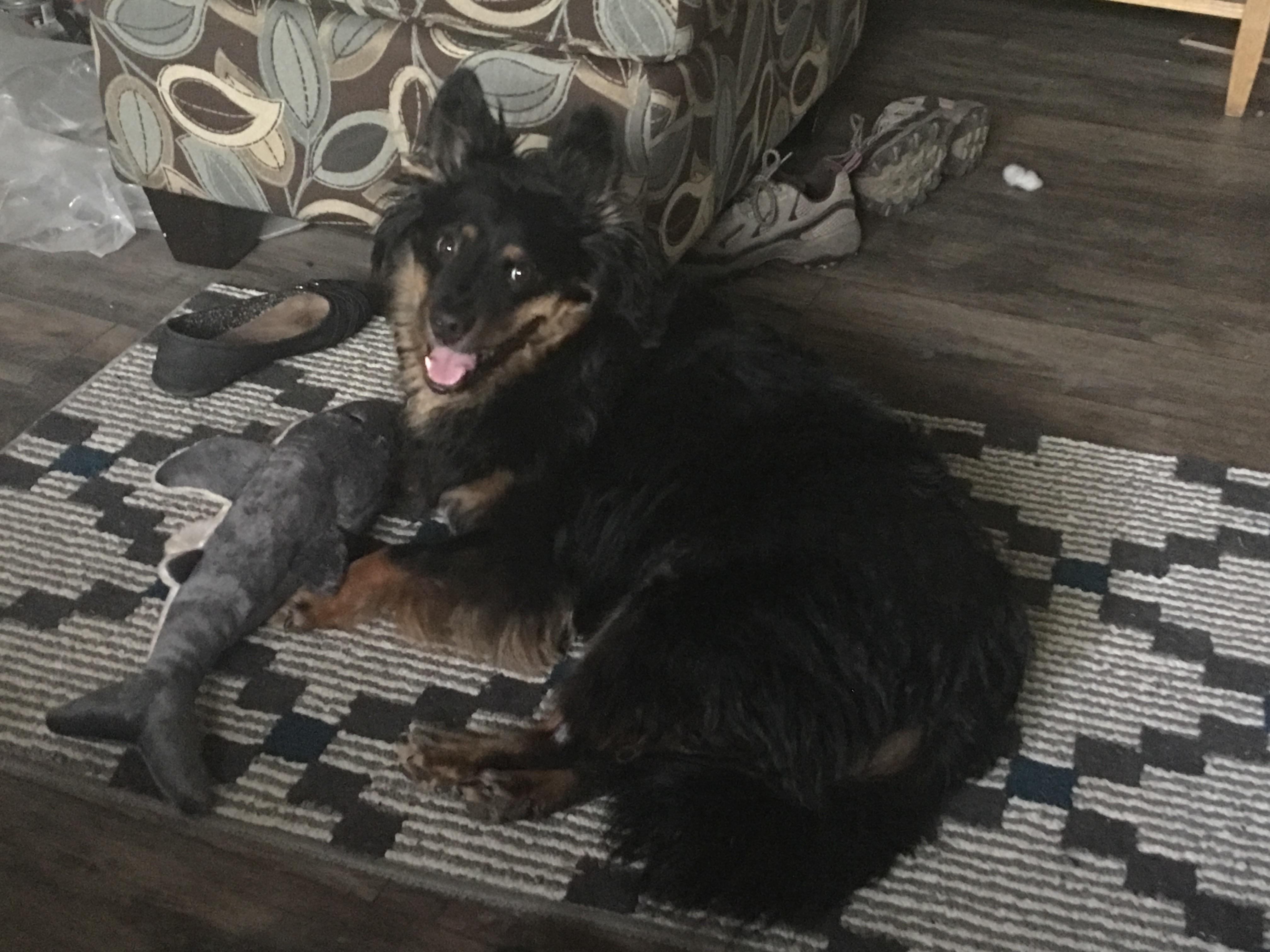 Schipperke mutt? | Scrolller