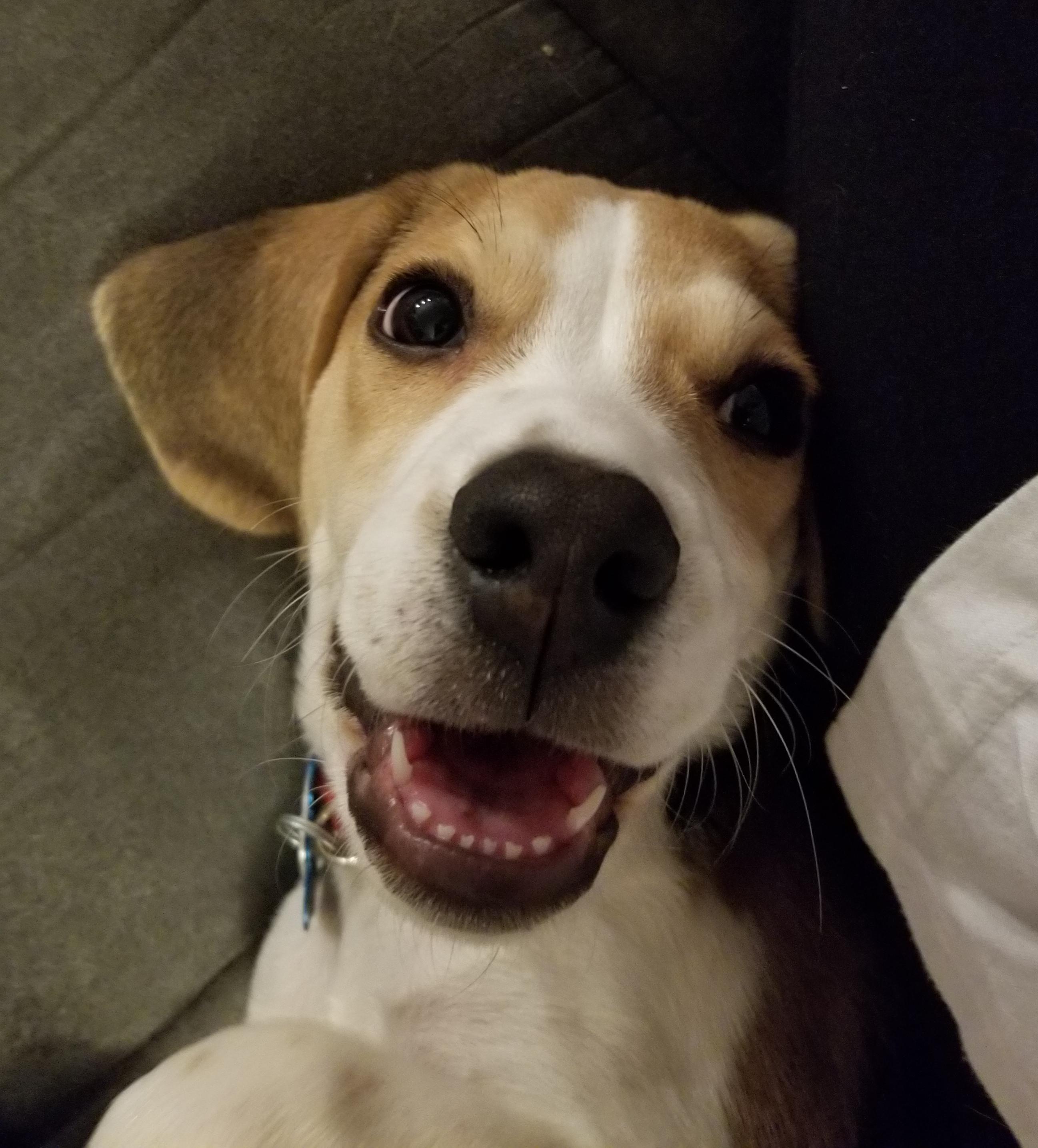 Scooter's happy beagle smile | Scrolller