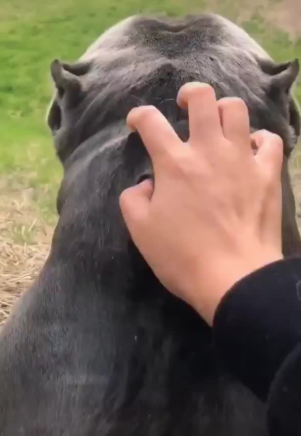 Scratch my back and I'll...go full Derp | Scrolller