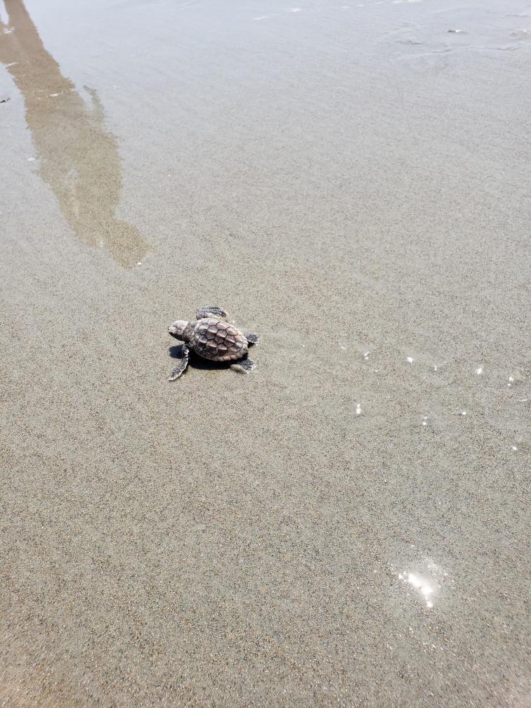 Sea turtle hatch—Emerald Isle, NC | Scrolller