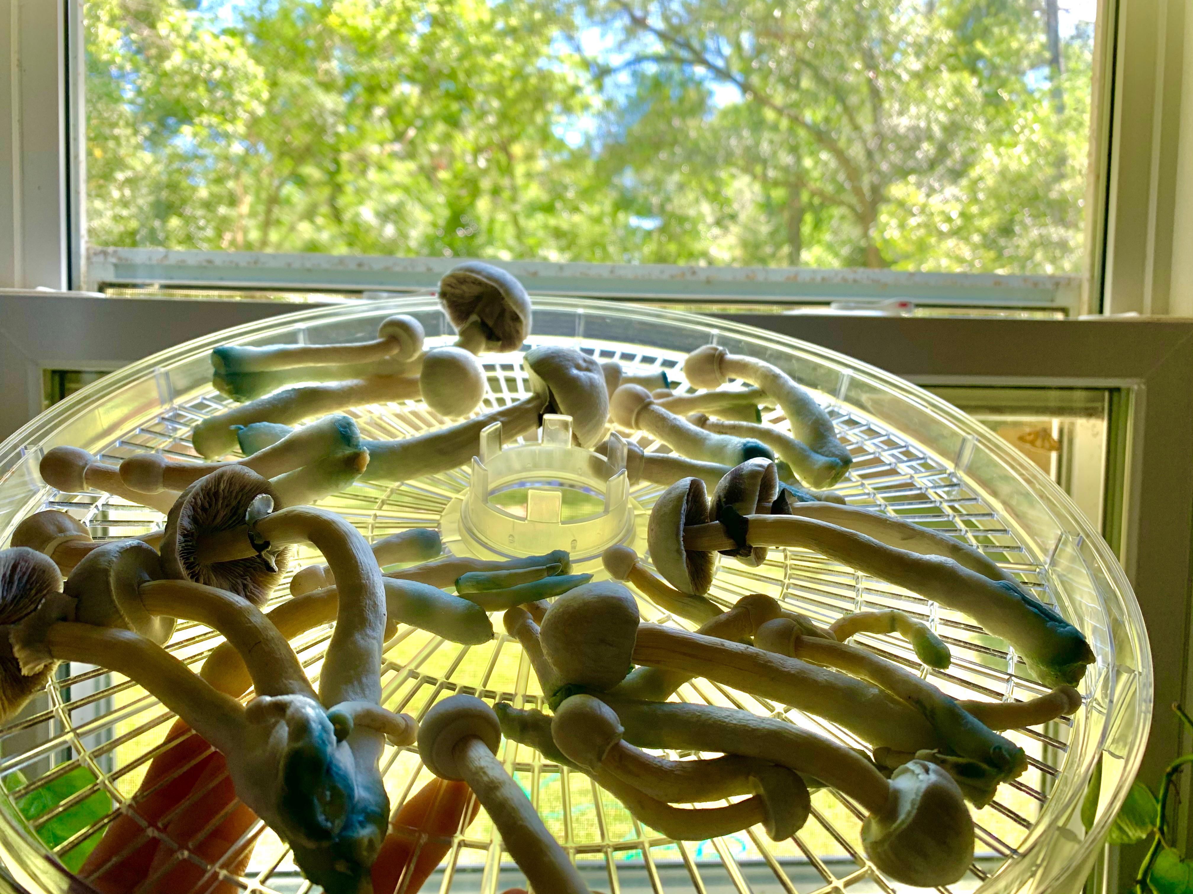 second flush! 240 g wet, leucistic golden teacher ☀️ | Scrolller