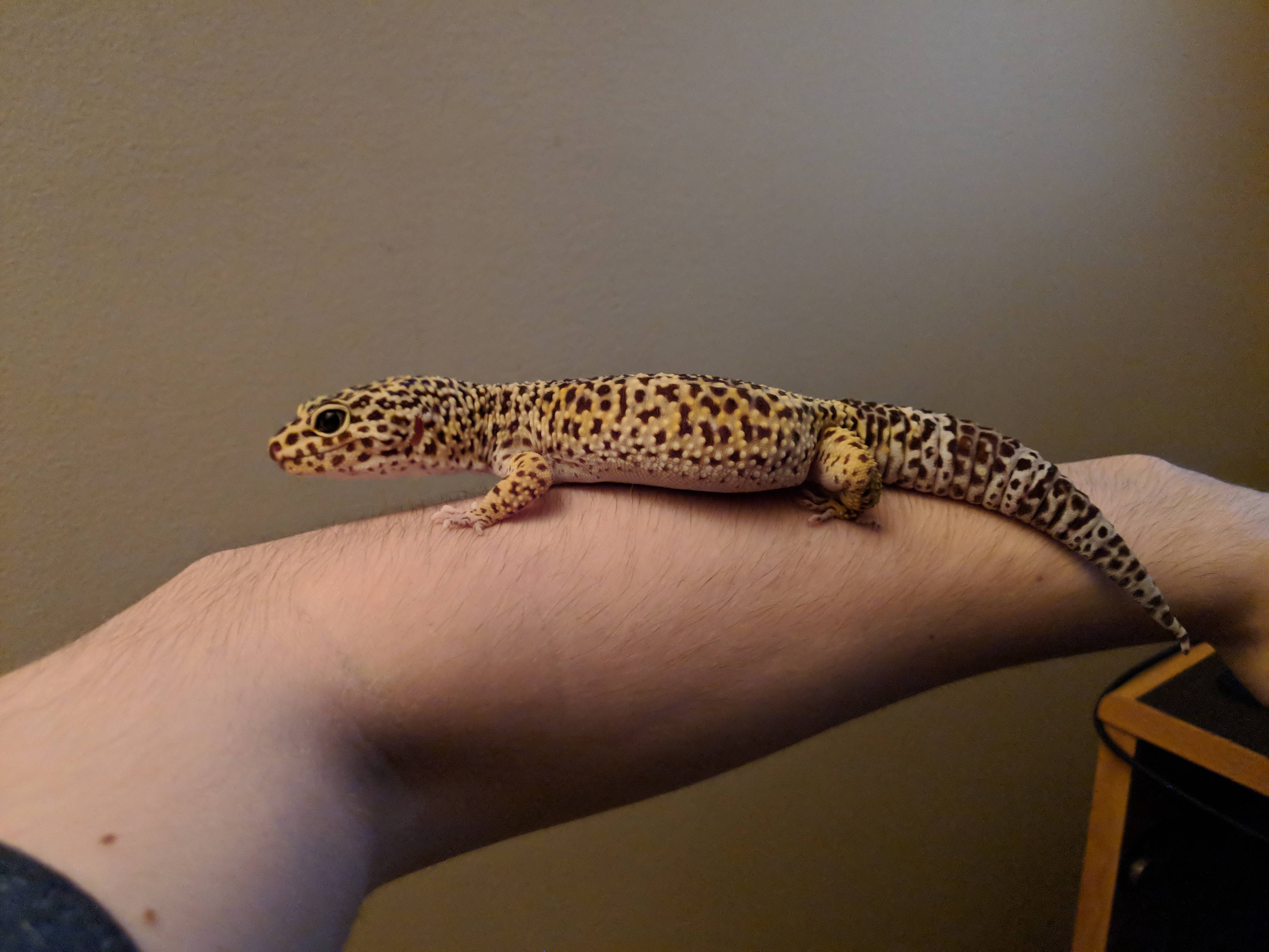 Seeing all the leopard gecko posts made me want to share my own almost 12 year old leo | Scrolller
