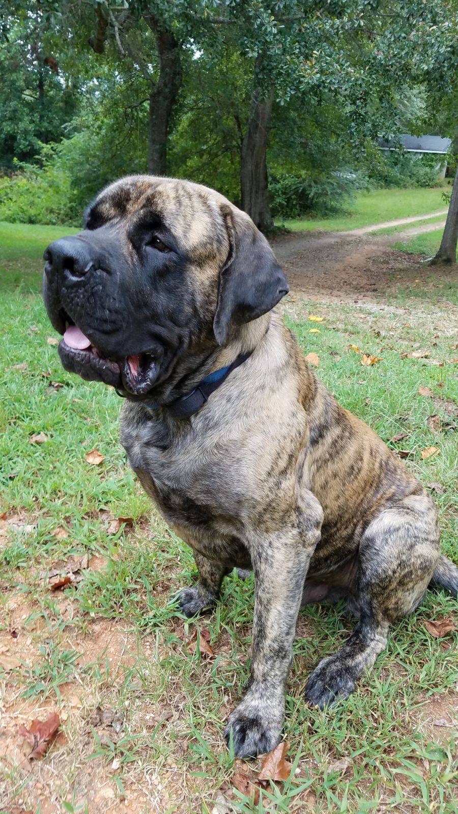 Sentry my beast is 18 months old. | Scrolller