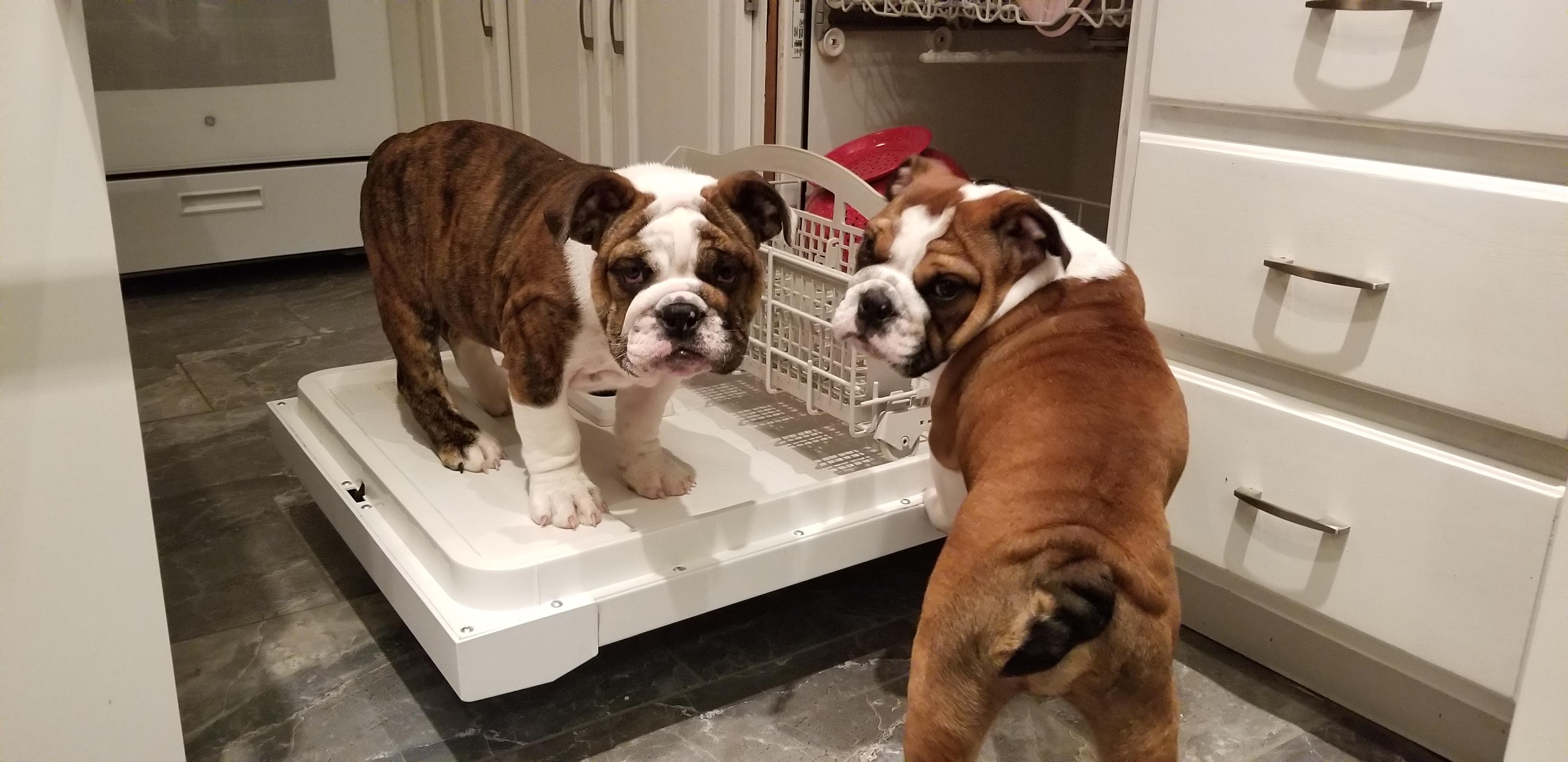 Ser Barristan & Tormund do dishes! | Scrolller