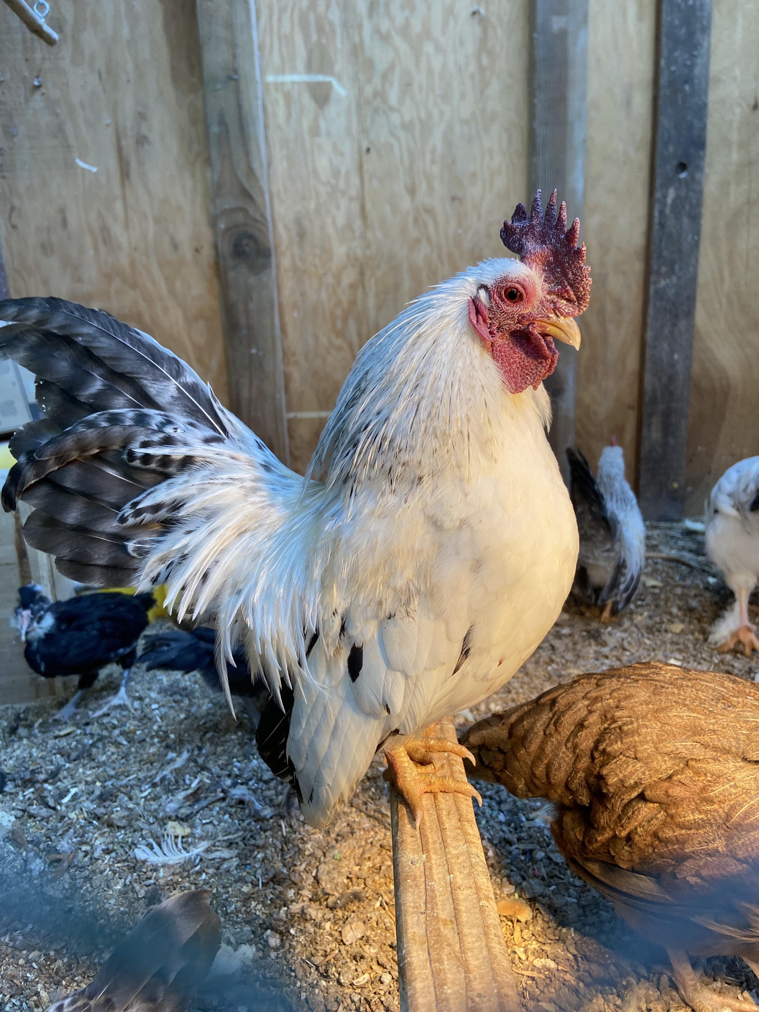 Serama Rooster - Who’s a good boy?! | Scrolller